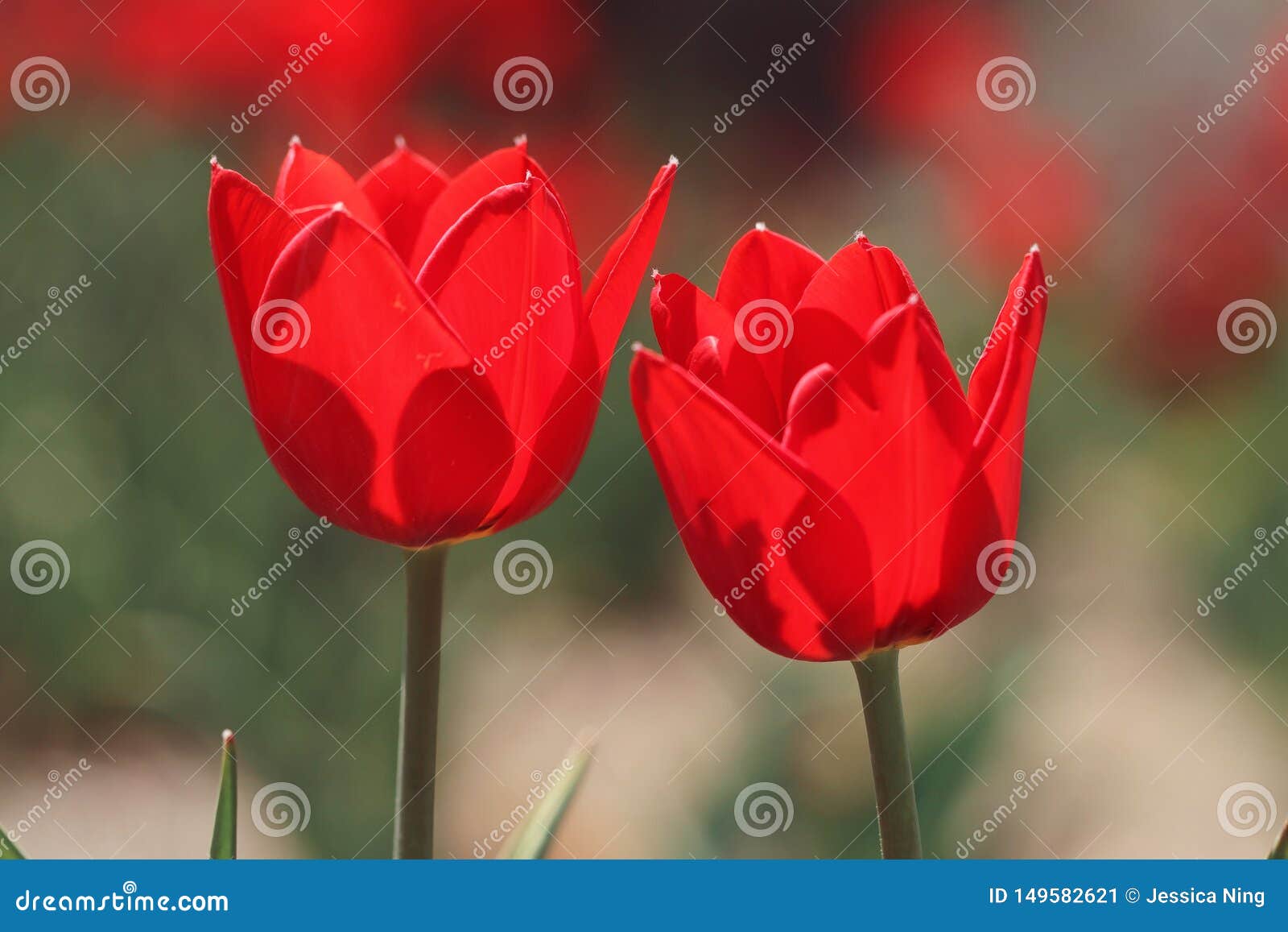 Macro of Red Tulips in the Feild Stock Image - Image of brilliant ...
