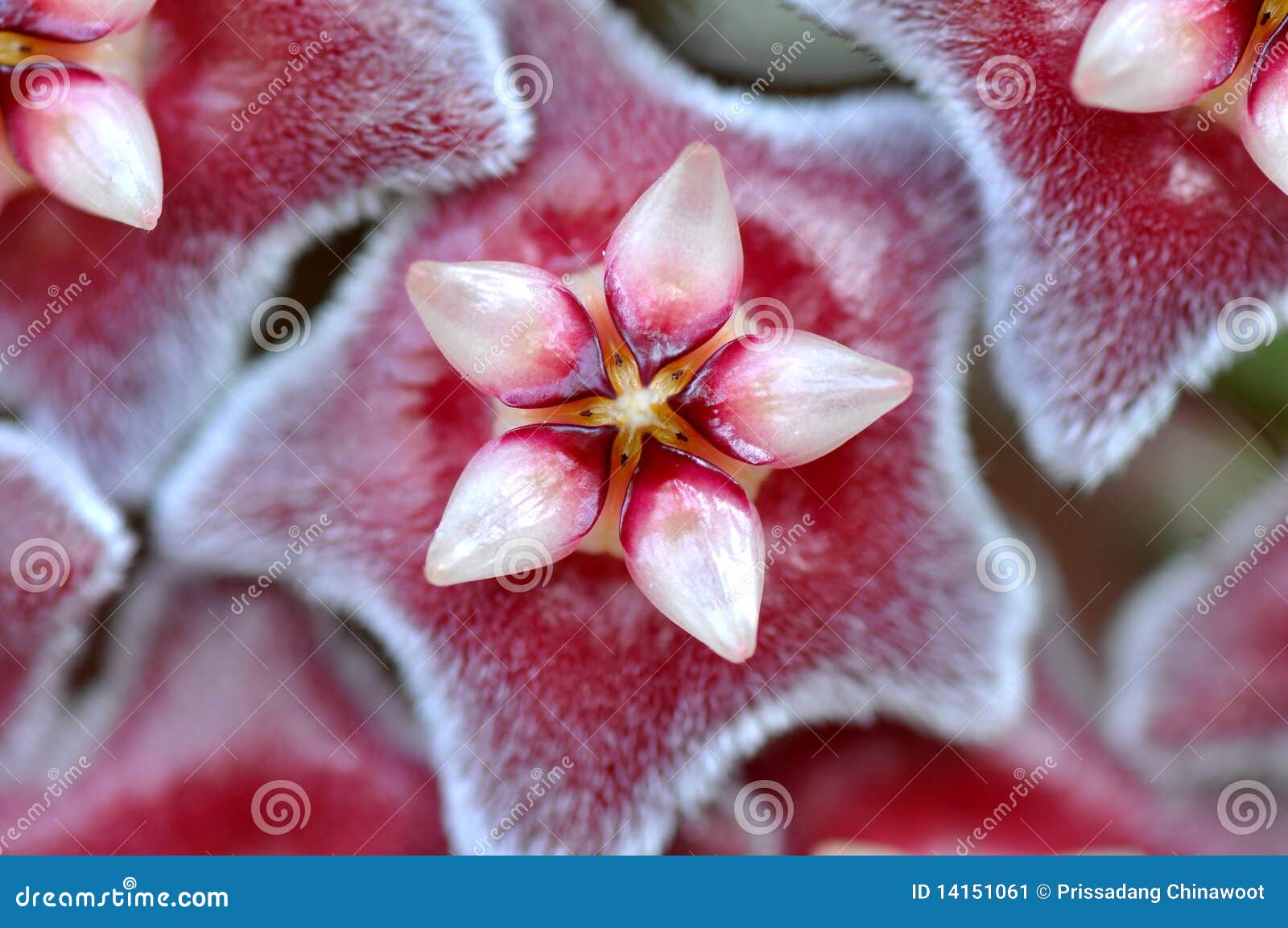Macro red wax plant flower stock image. Image of floral - 14151061