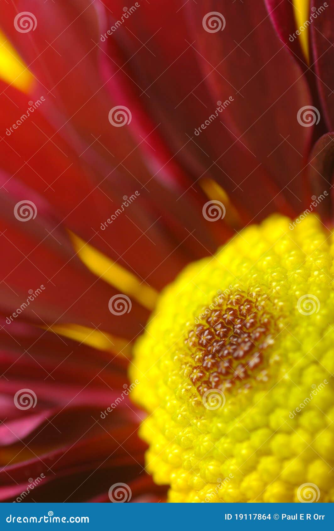 Macro Red and Yellow Daisies Stock Photo - Image of easter, colorful ...