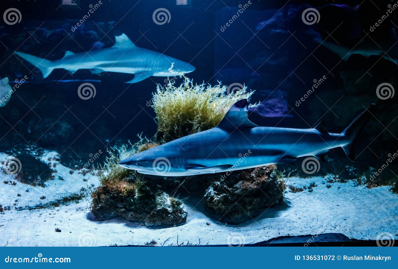 Macro Reef Black Shark Carcharhinus Melanopterus Stock Photo - Image of ...
