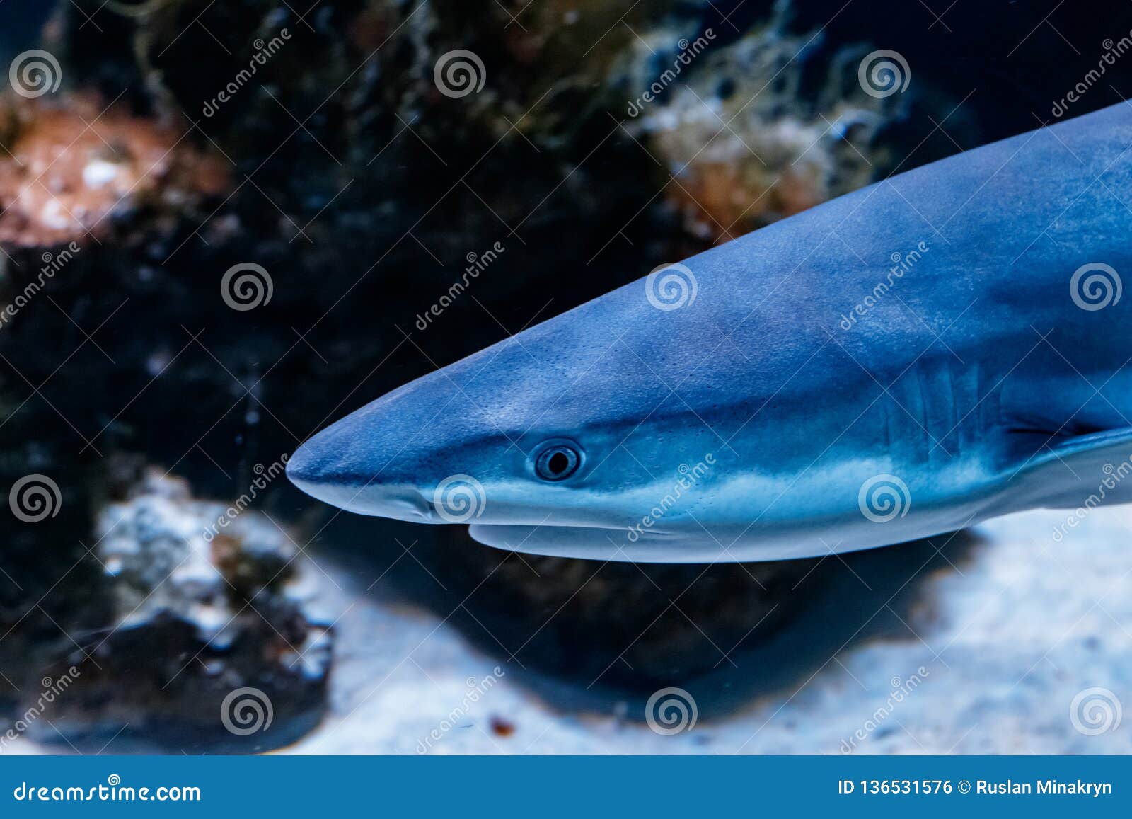 Macro Reef Black Shark Carcharhinus Melanopterus Stock Photo - Image of ...
