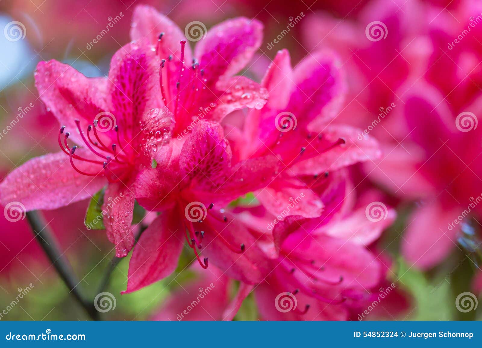 Macro of a Rhododendron Simsii Stock Photo - Image of close, simsii ...