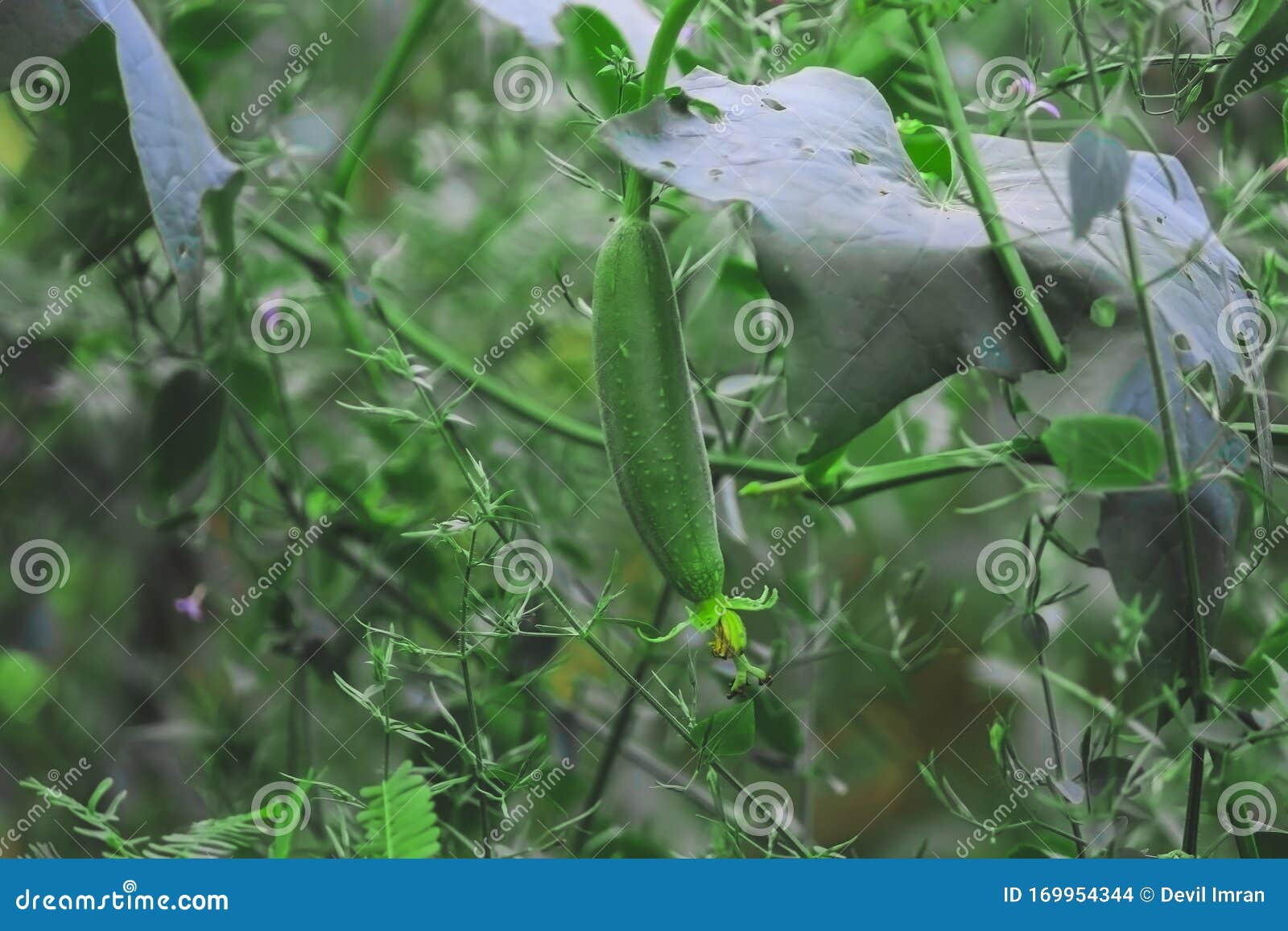 Ridge Gourd Fruit with the Stems Stock Photo - Image of bloom, petal ...