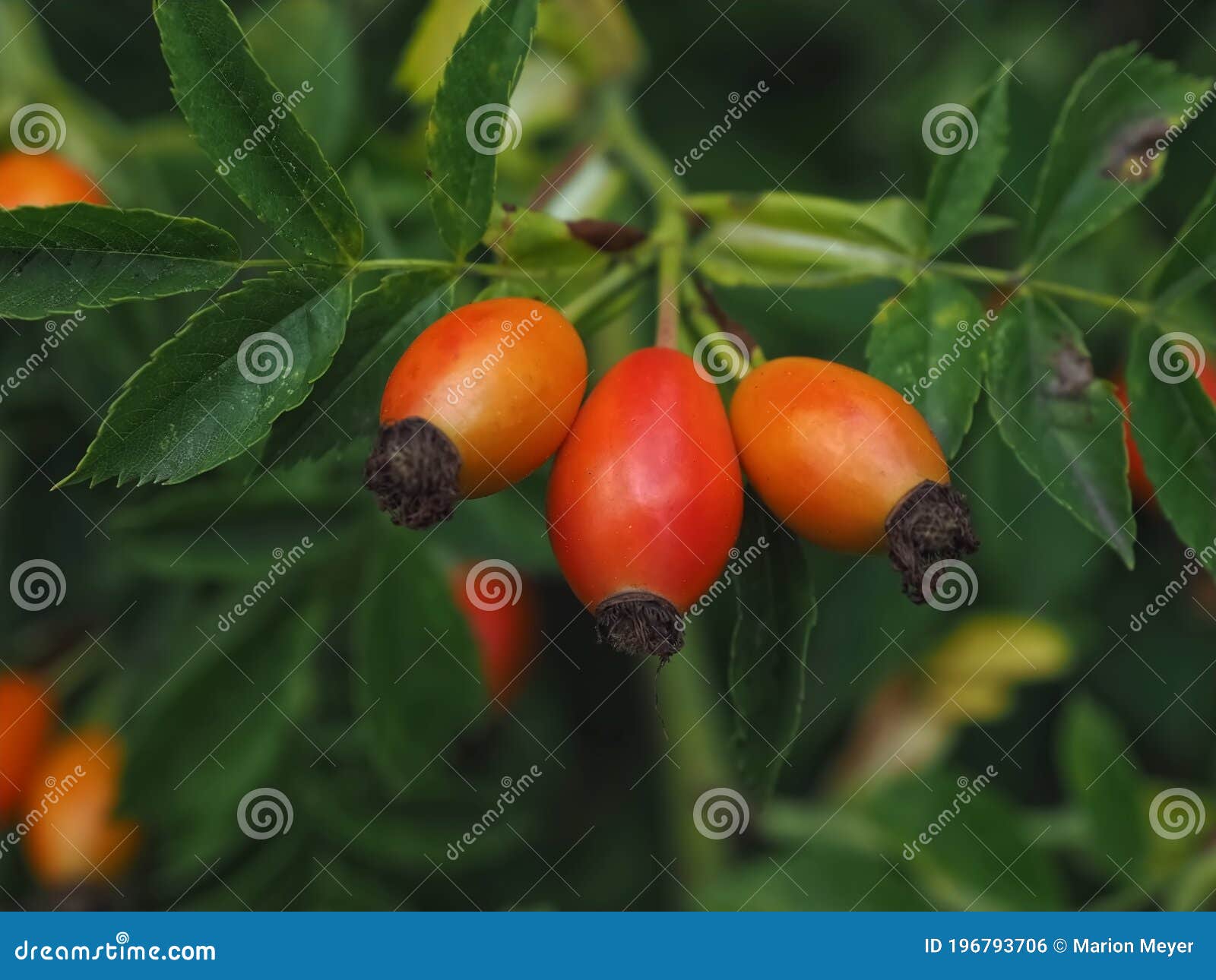 Red Ripe Rosehips Hanging on a Tree Stock Photo - Image of herbal ...