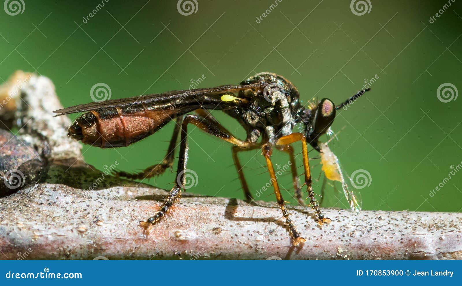 Macro Photo of Robber Fly Eating an Aphid Stock Photo - Image of ...