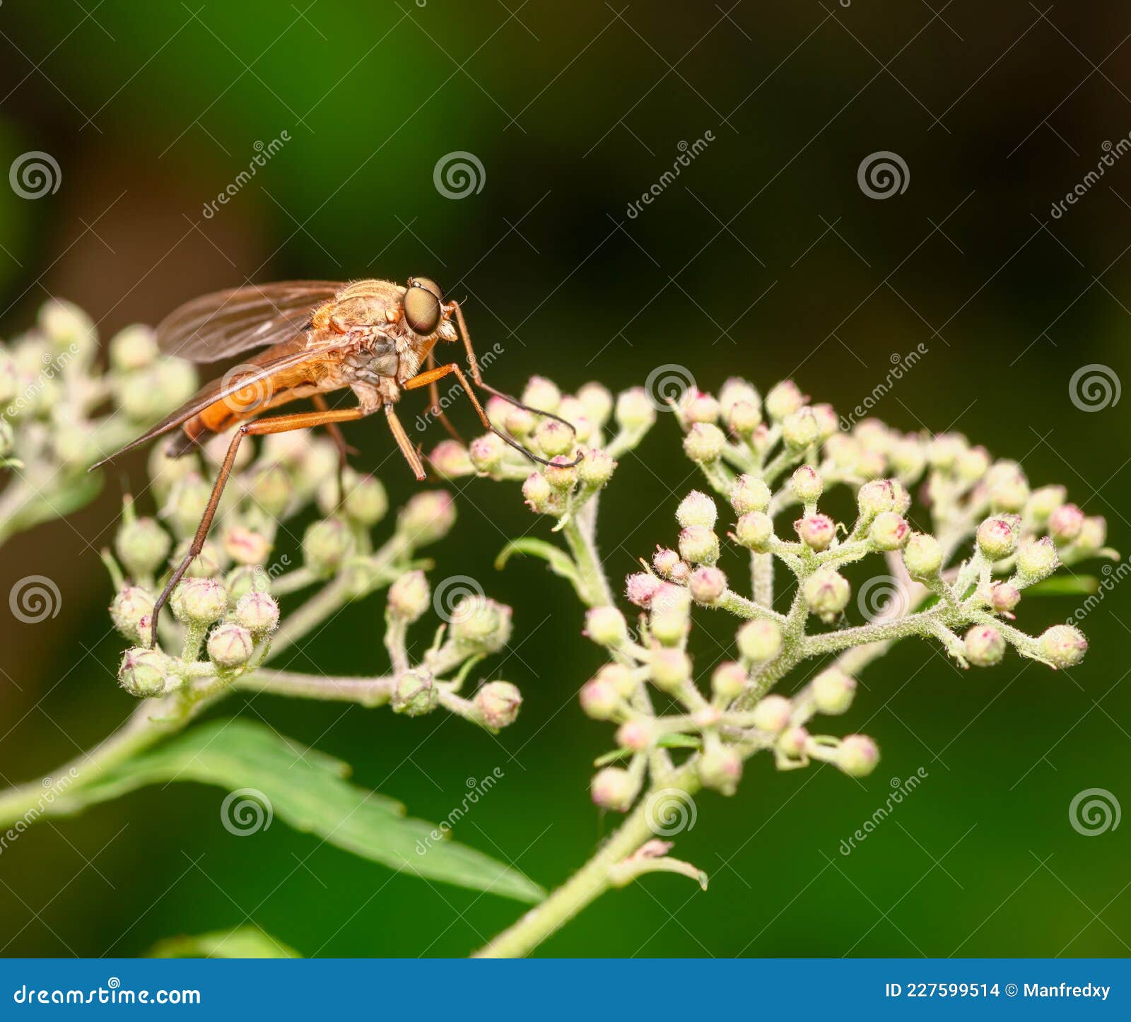 Macro of a robber fly stock photo. Image of wings, wildlife - 227599514
