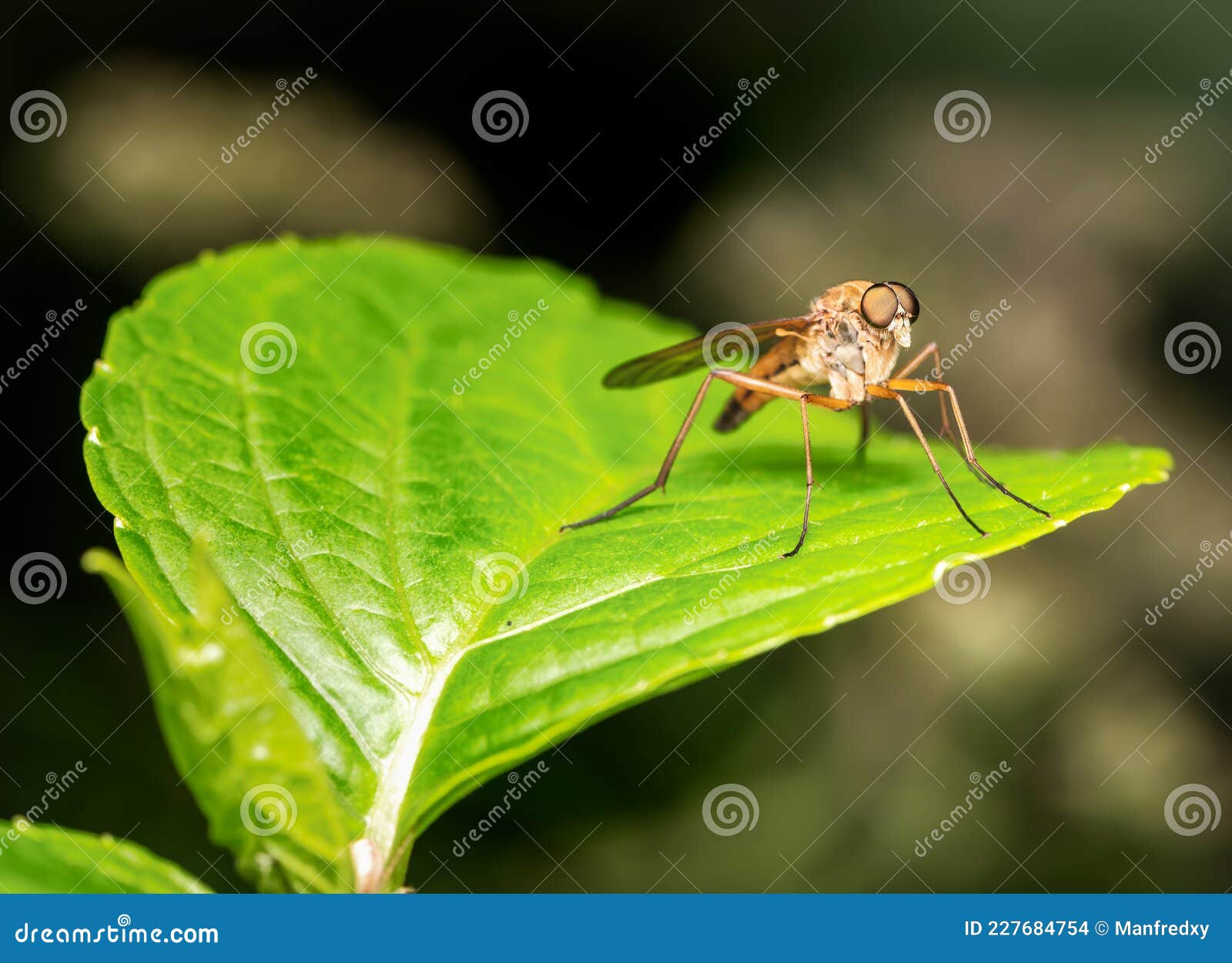 Macro of a robber fly stock photo. Image of wings, insect - 227684754