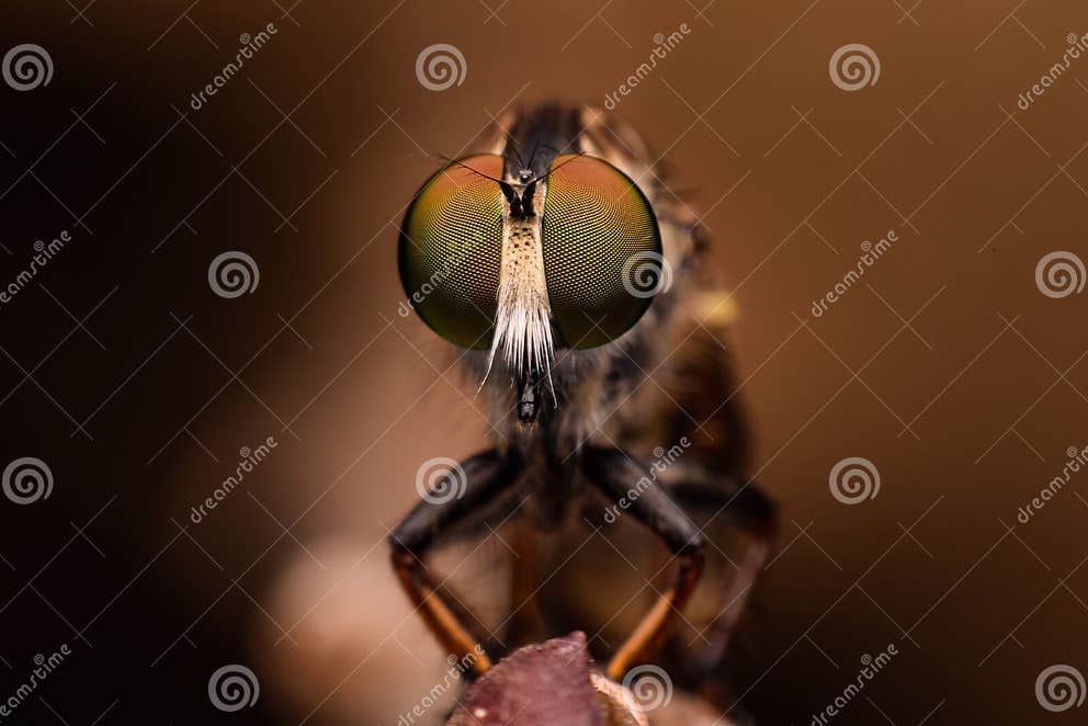 Super Macro 3:1 of Robber Fly Stock Photo - Image of super, wildlife ...