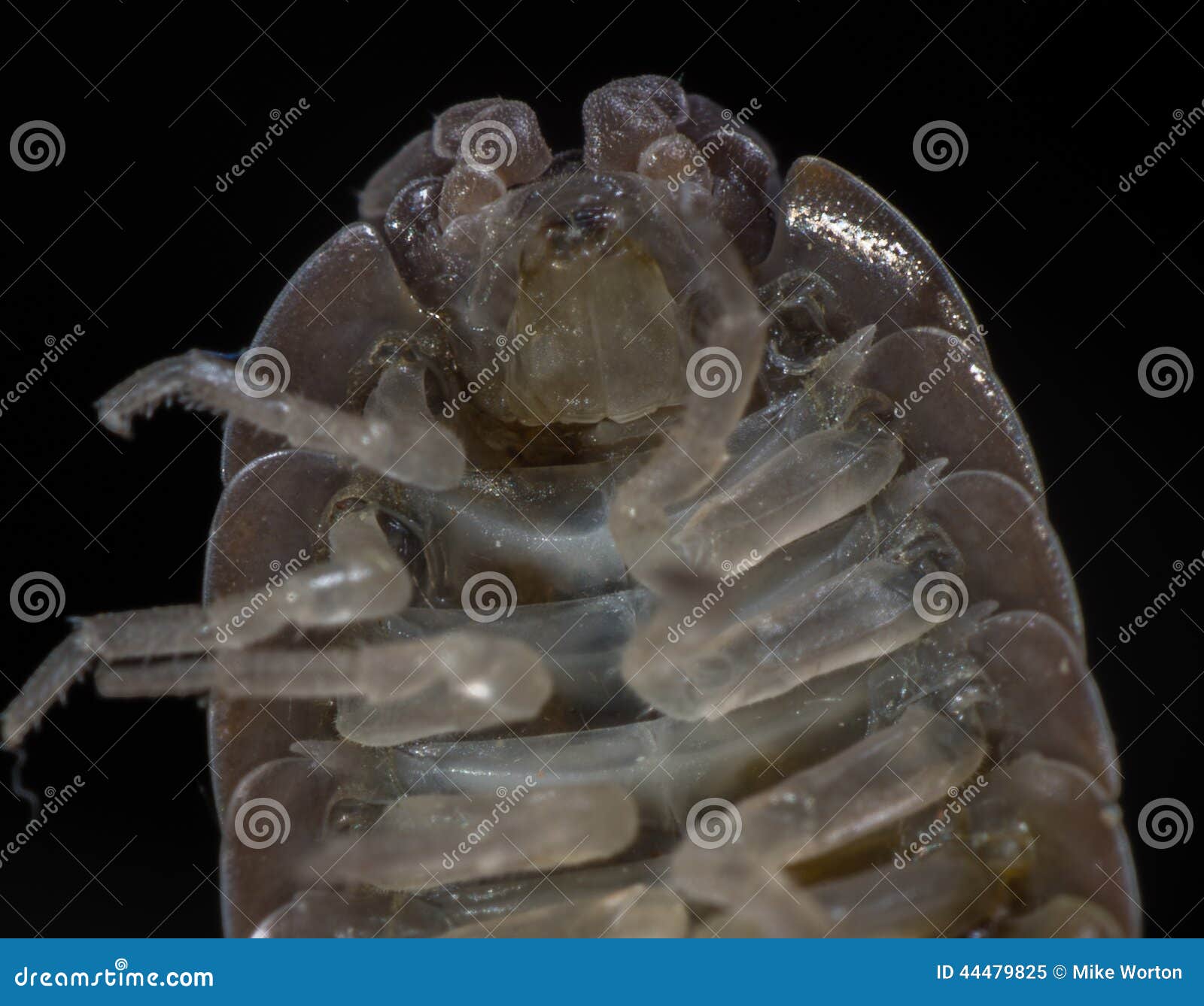 Macro of Roly-poly or Woodlous Bug Stock Image - Image of armadillidium ...