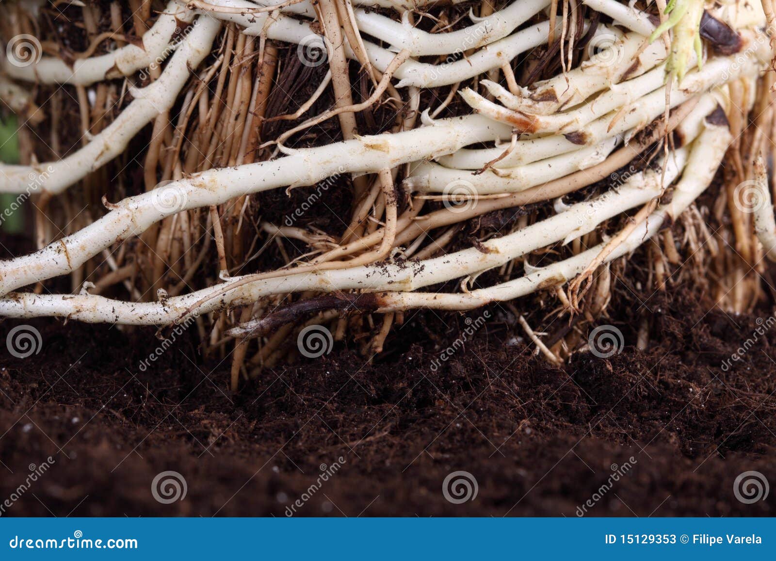 Macro of a Root -shallow DOF Stock Image - Image of organic, soil: 15129353