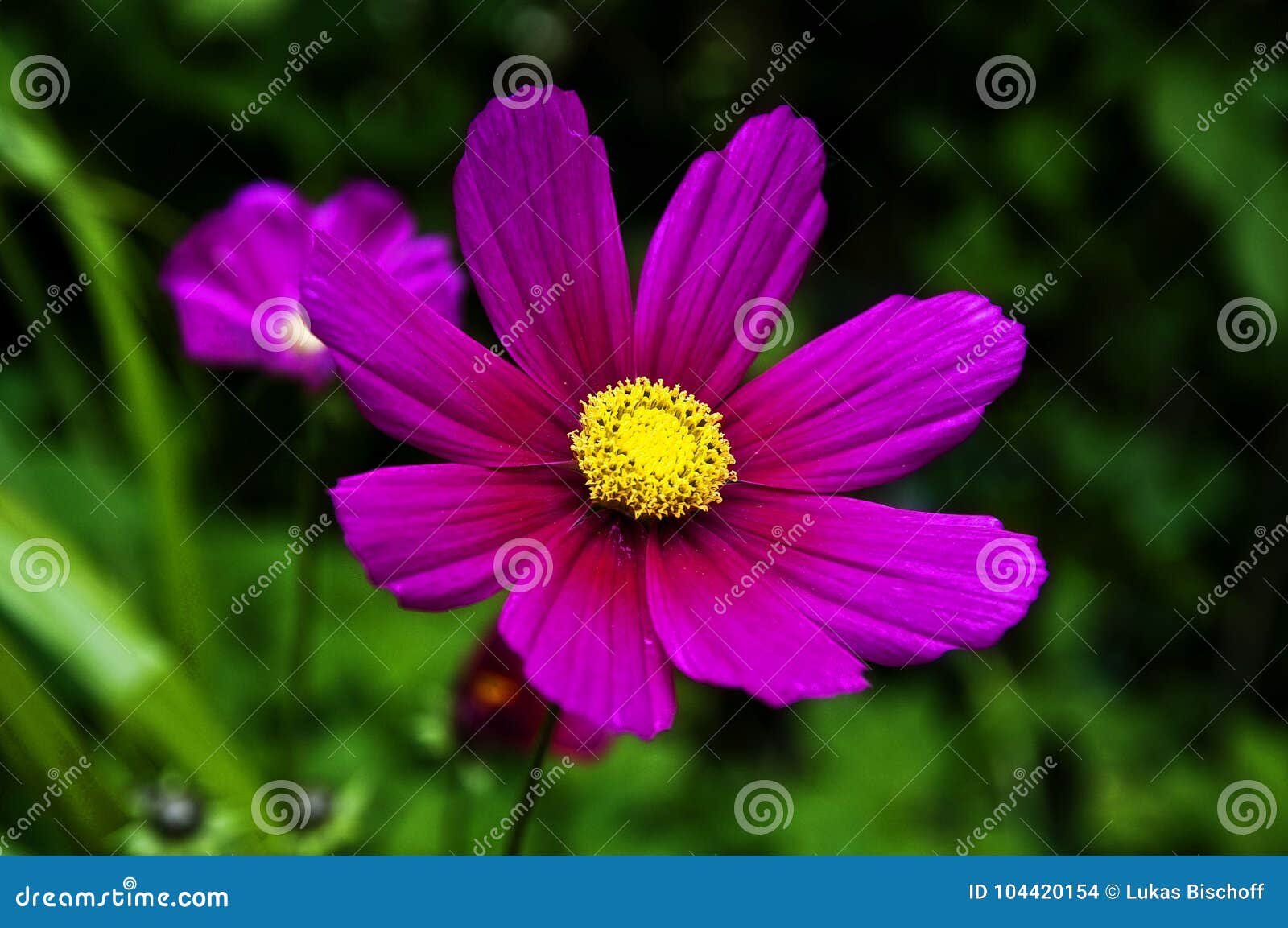 Macro rosada de la flor foto de archivo. Imagen de hermoso - 104420154