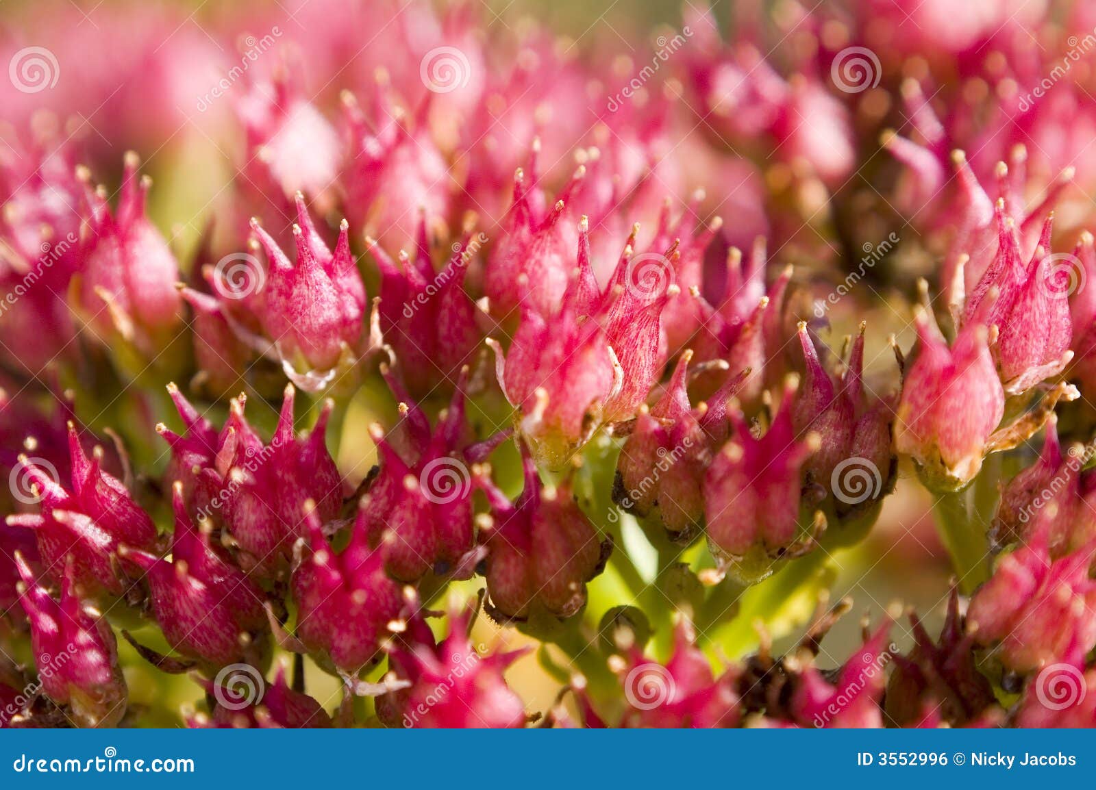 Macro rosada de la flor foto de archivo. Imagen de verde - 3552996