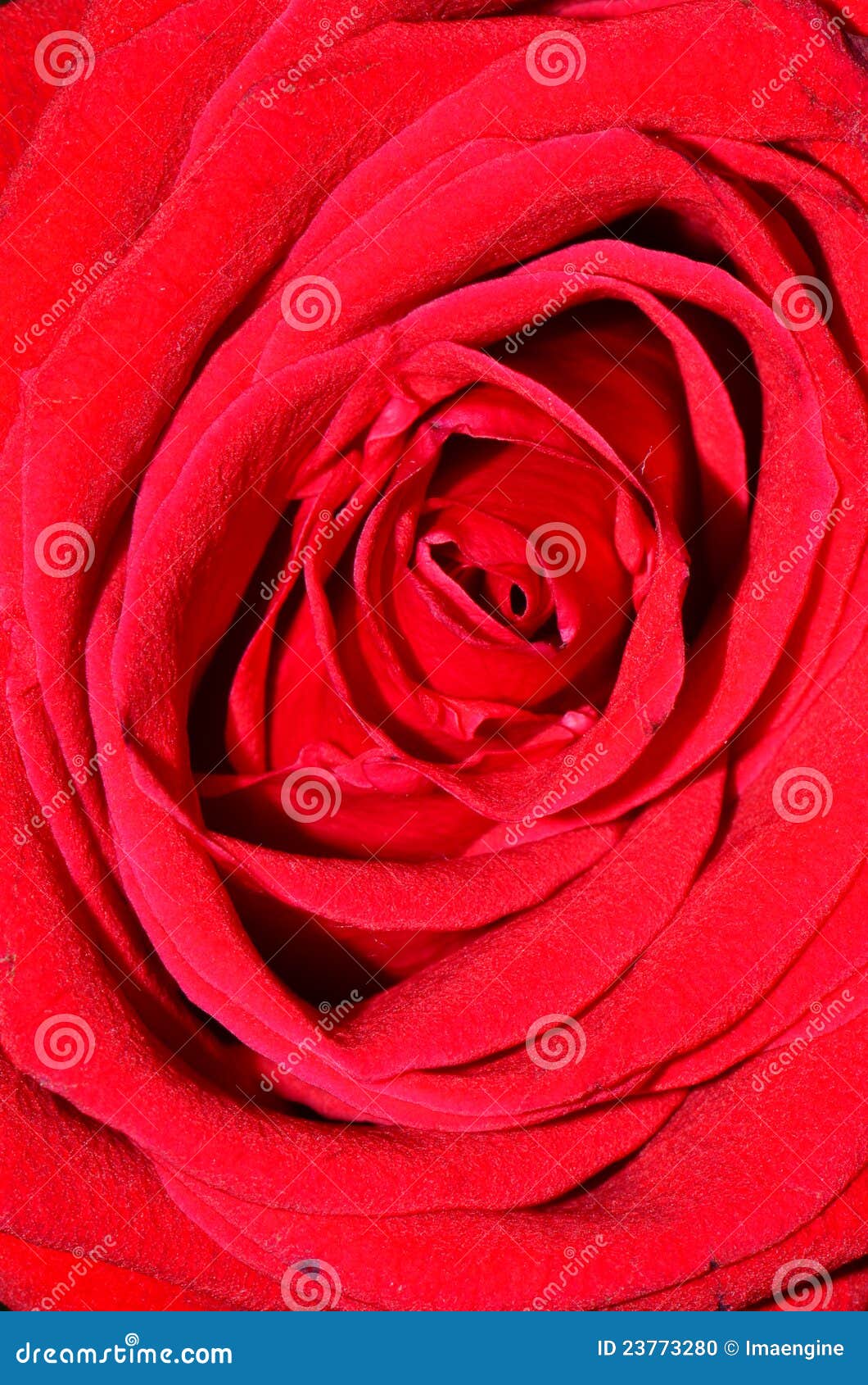 Macro Rose stock photo. Image of blooming, colorful, flowering - 23773280