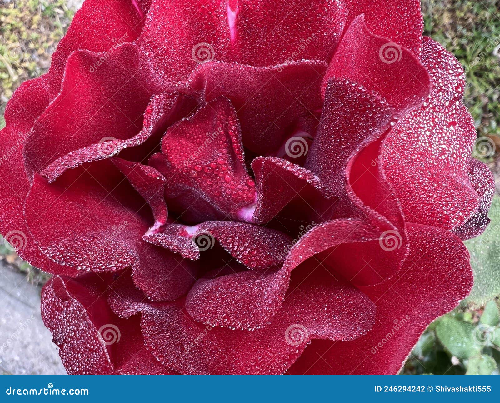 Macro rose flower stock photo. Image of closeup, beaty - 246294242