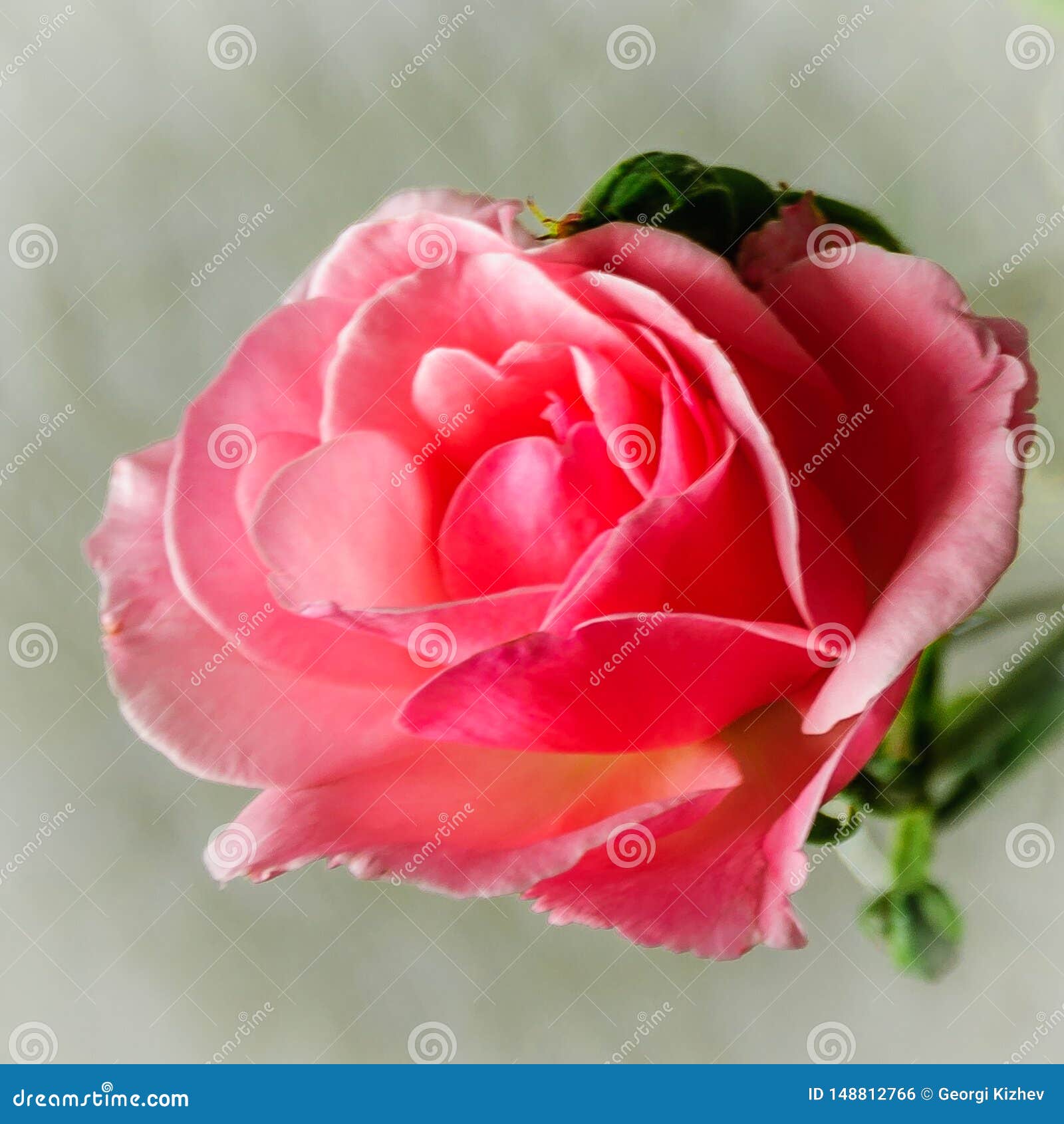 Macro rose with leaf stock photo. Image of green, garden - 148812766