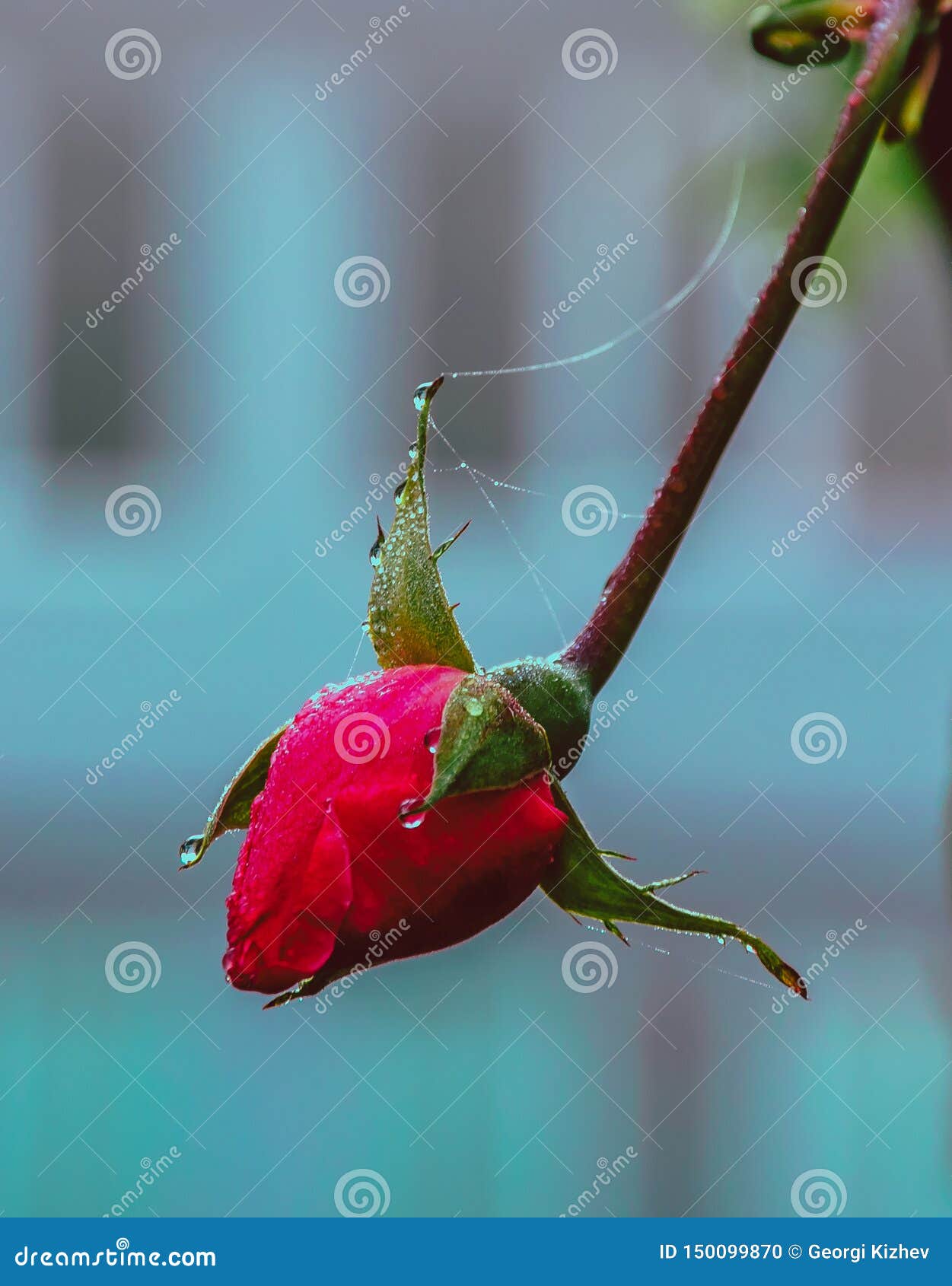 Macro rose with leaf stock photo. Image of environment - 150099870