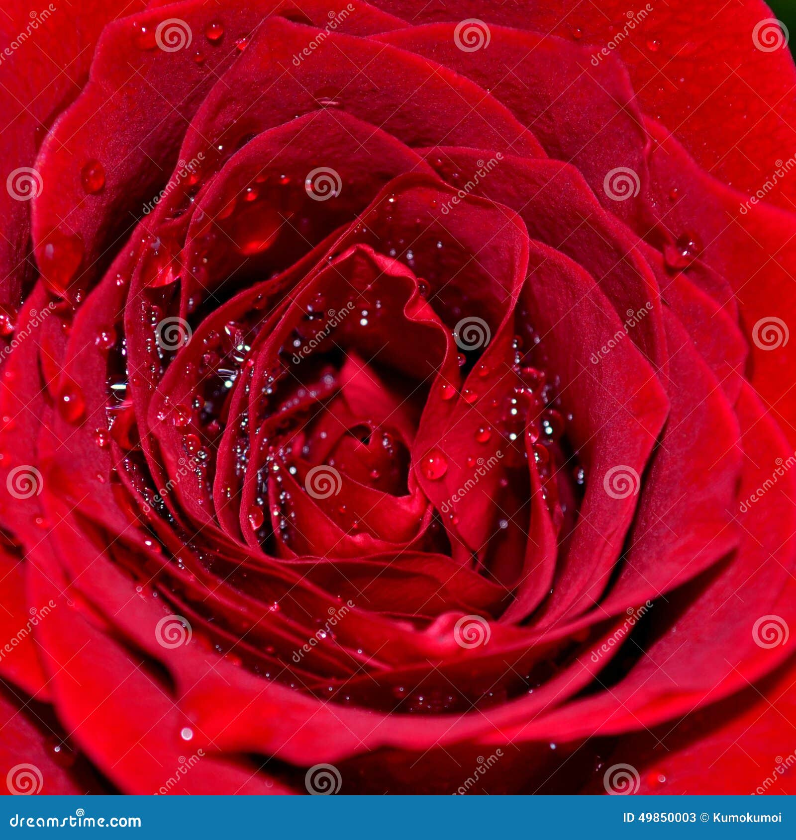 Macro Rose stock image. Image of spring, springtime, park - 49850003