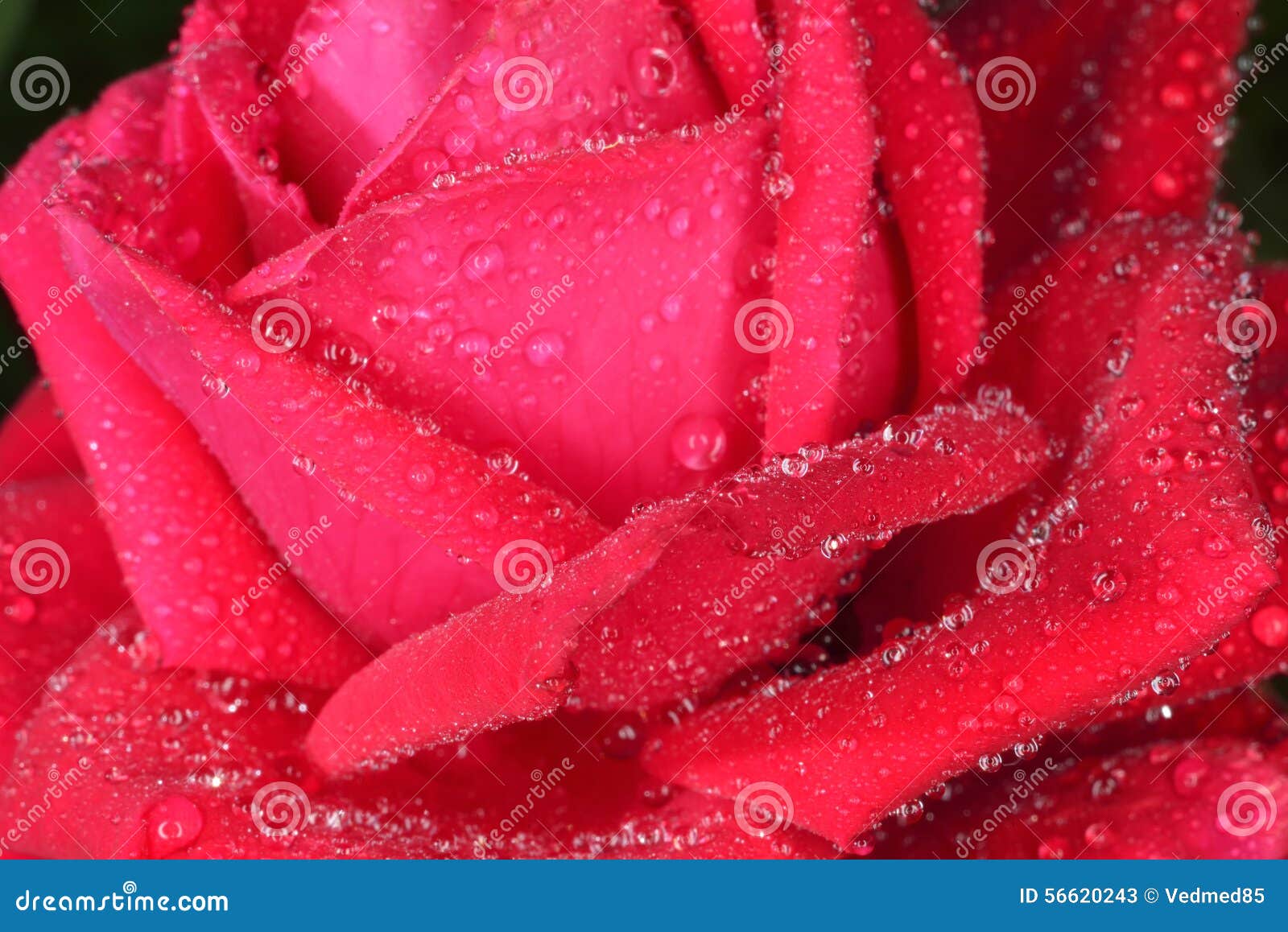 Macro rose stock image. Image of head, freshness, bright - 56620243