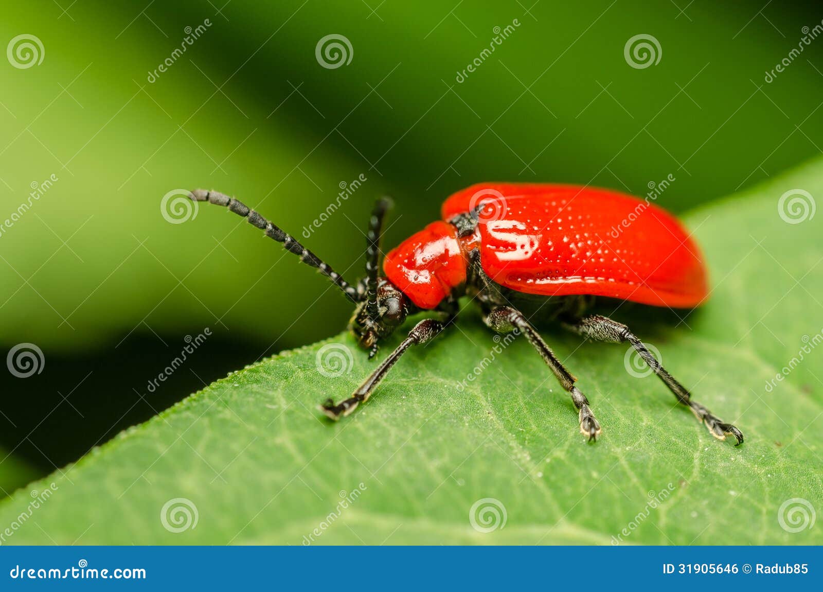 Macro rouge de scarabée photo stock. Image du détail - 31905646