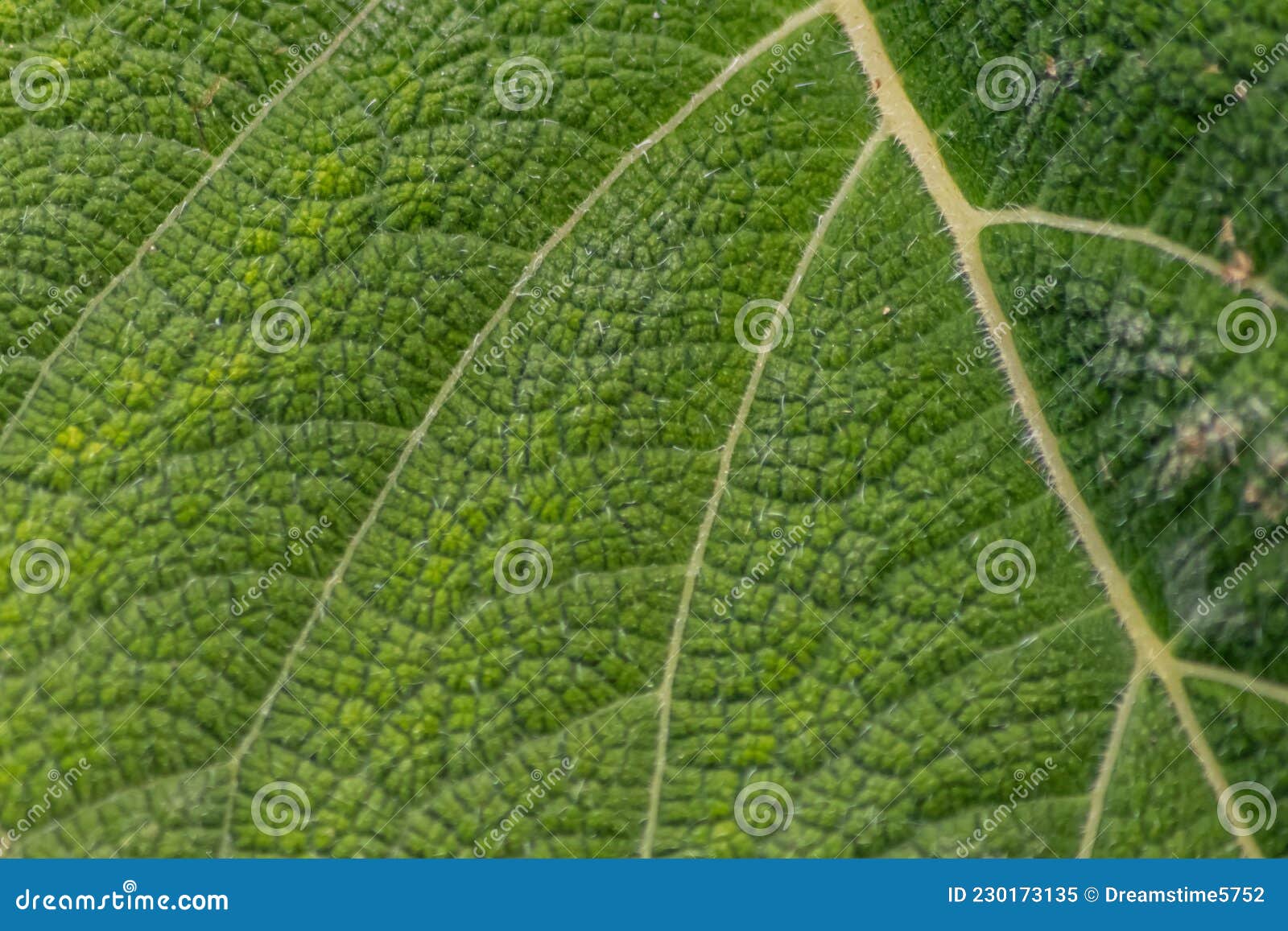 Macro of a Rough Green Leaf with Leaf Structures and Detailed Veins is ...