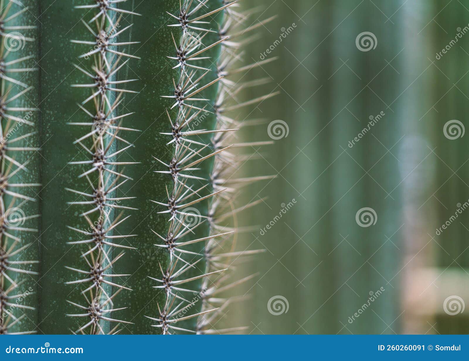 Macro the Row of Sharp Thorns from Columnar Cactus in a Garden ...