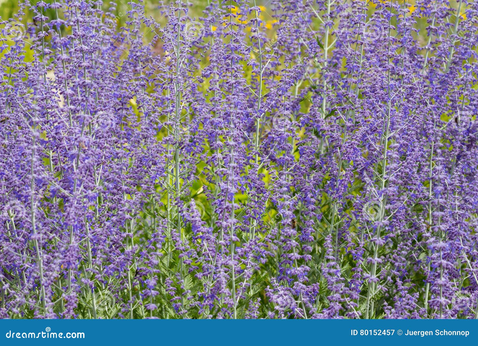 Macro of a russian sage stock image. Image of perovskia - 80152457