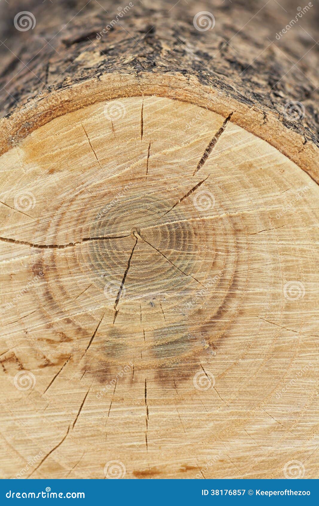 Macro of Sawed off Wood stock image. Image of material - 38176857