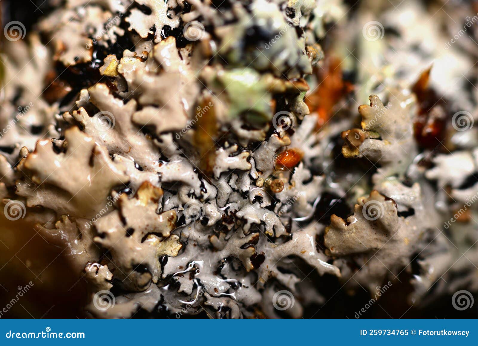 Macro Scale Forest Litter with a Shell Stock Image - Image of lichens ...
