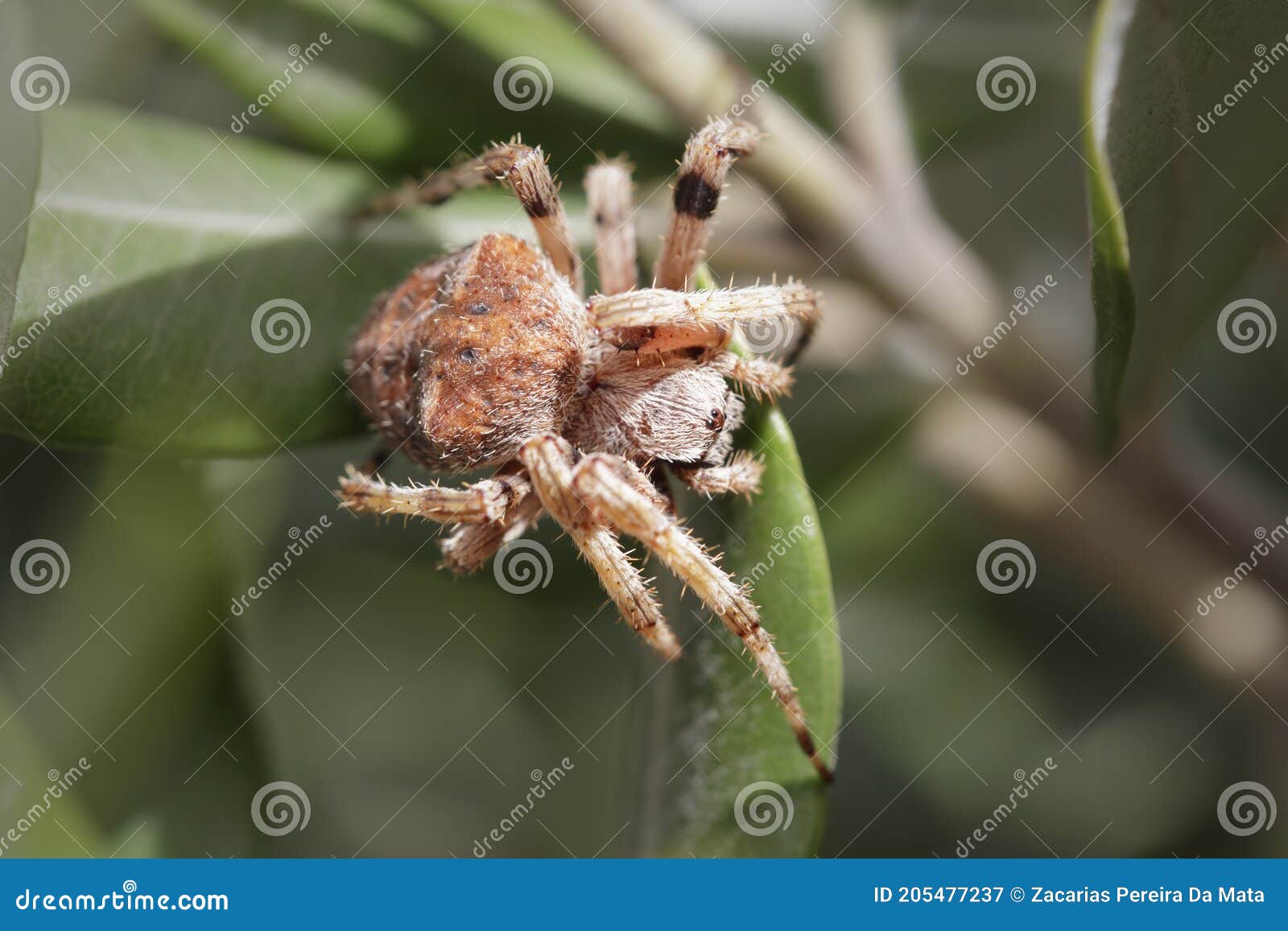 Hidden spider macro stock image. Image of arachnophobia - 205477237