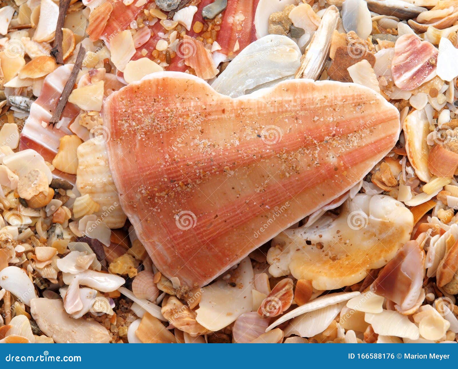 Macro of a Sea Shell in Form of a Heart Stock Photo - Image of symbol ...