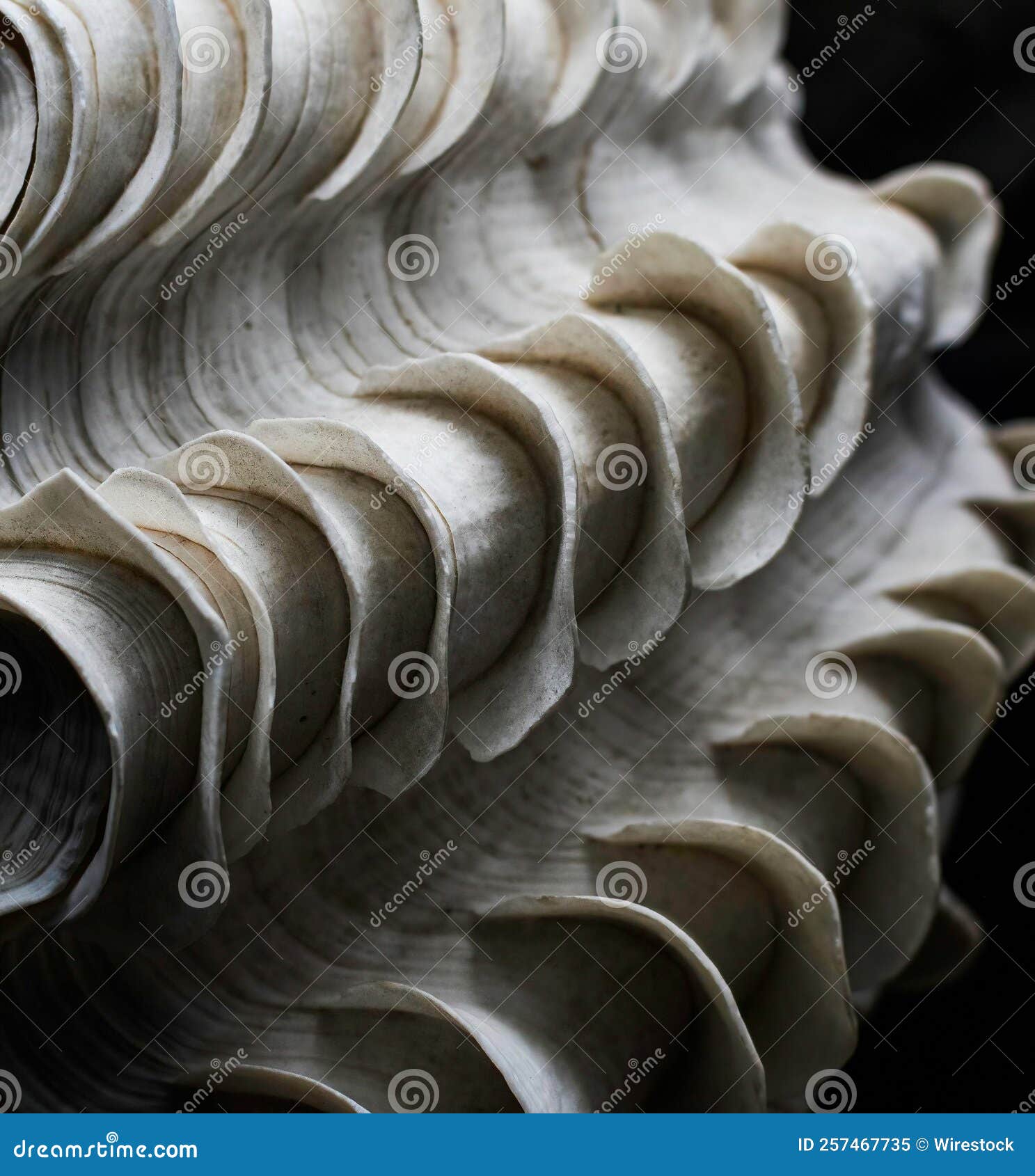 Macro of a Sea Shell Over a Black Background Stock Image - Image of ...