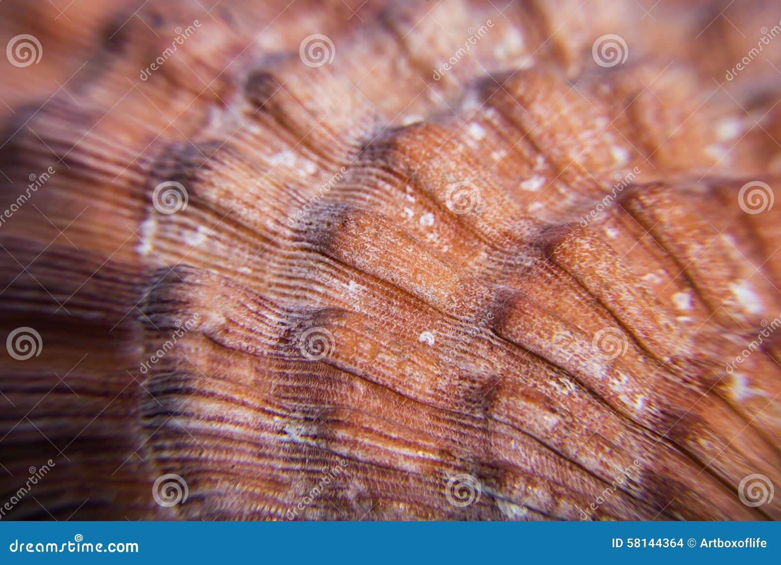 Shell Texture Stock Photography | CartoonDealer.com #28559042