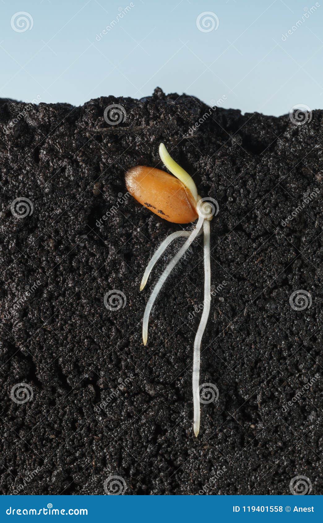 Grain germination stock photo. Image of detail, plant - 119401558