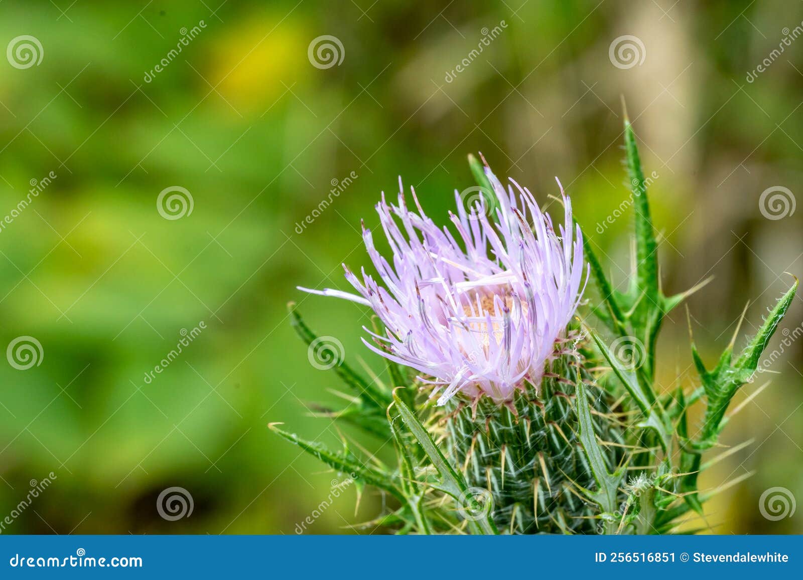 Macro Selective Focus on the Bloom of a Creeping Canadian Thistle ...