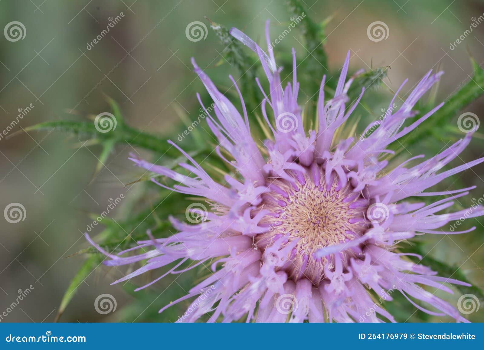 Macro Selective Focus on the Bloom of a Creeping Canadian Thistle ...