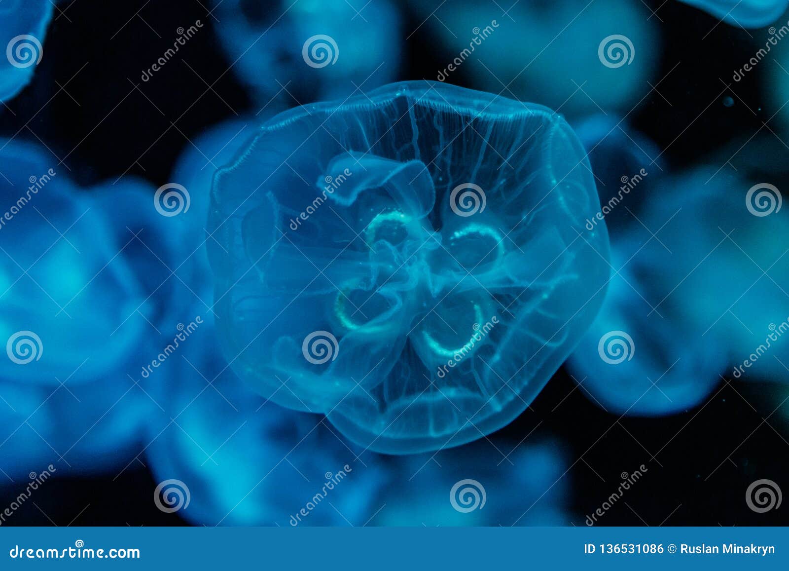 Macro Semaeostomeae D'aurita D'aurelia Photo stock - Image du danger ...