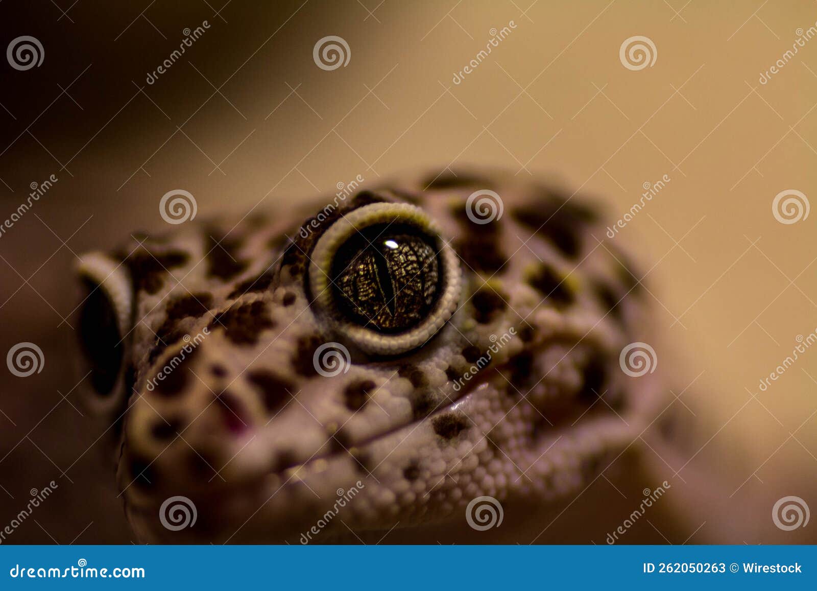 Macro Shallow Focus Shot of a Face of a Leopard Gecko Stock Image ...