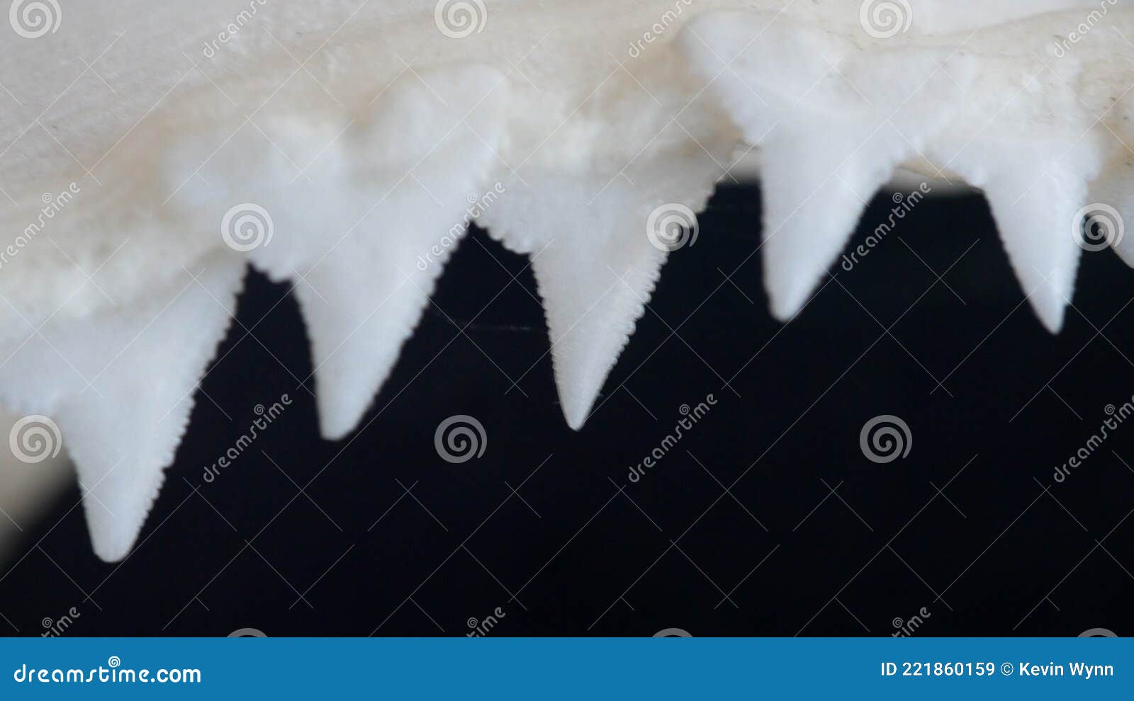 Shark Teeth Mark Bite Stock Photos - Free & Royalty-Free Stock Photos ...