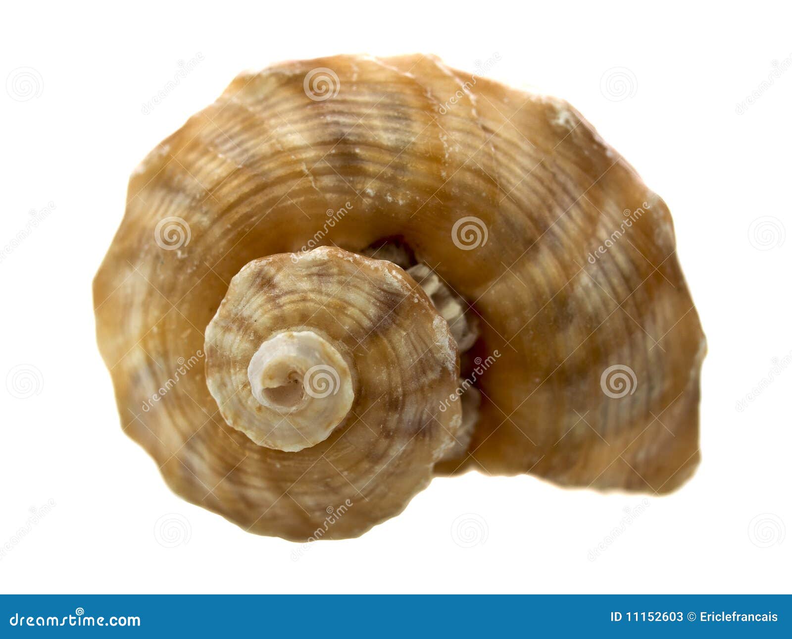 Macro shell stock afbeelding. Image of werveling, macro - 11152603