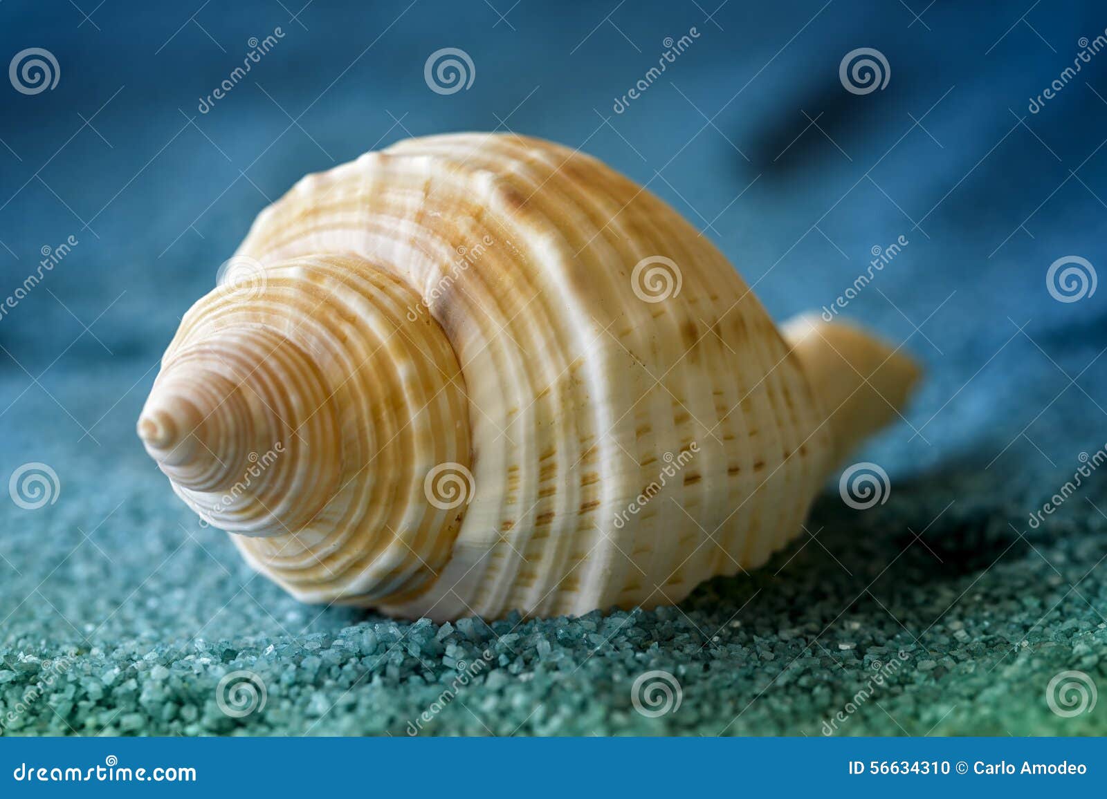 Macro shell stock photo. Image of vacation, tourism, nature - 56634310