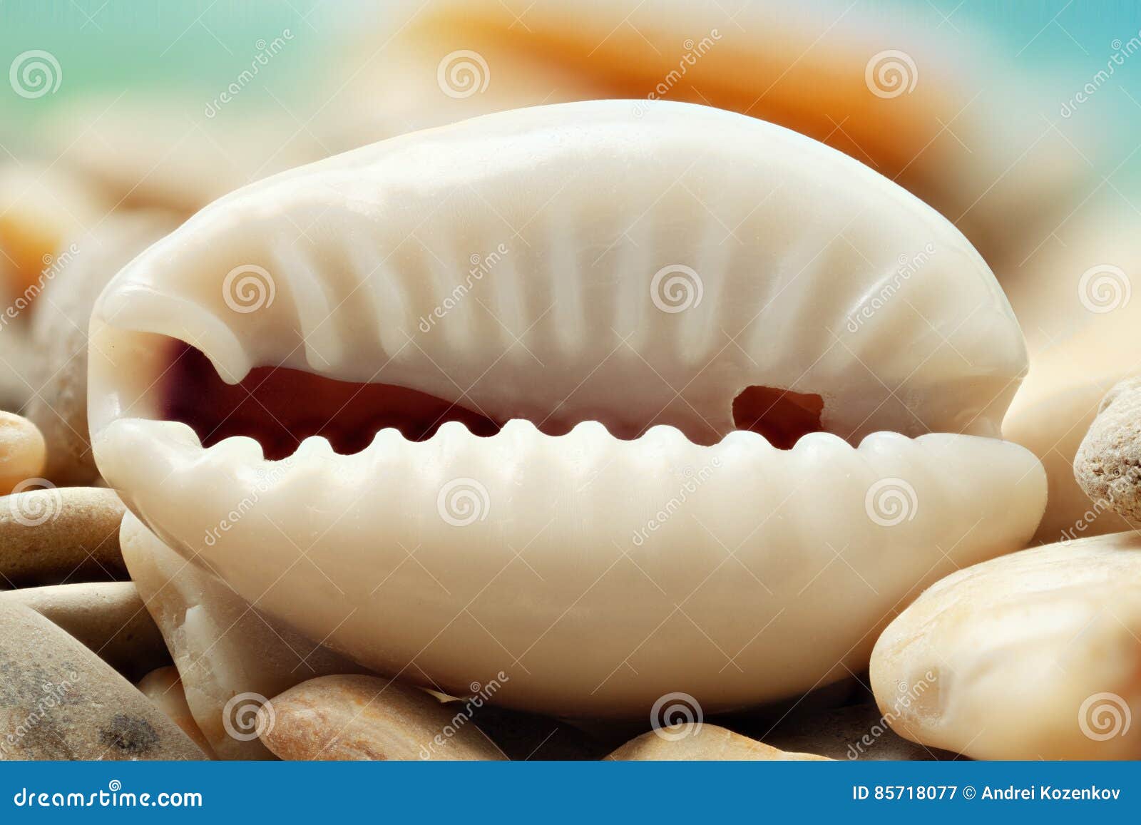 Macro shell stock image. Image of blue, stones, macro - 85718077