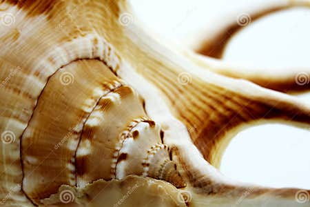 Macro shells stock image. Image of molluscs, life, exoskeleton - 23646913