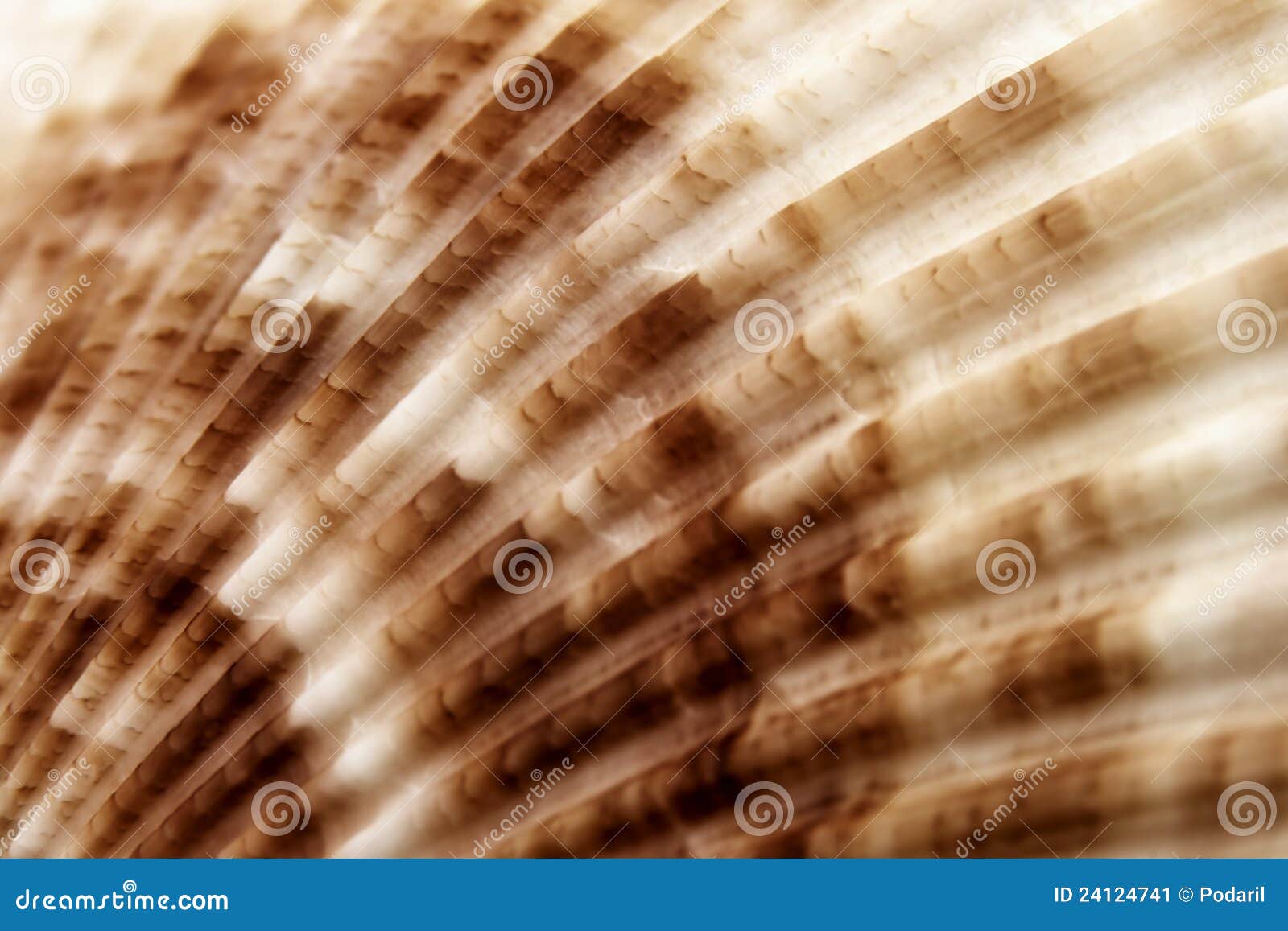 Macro shells stock image. Image of marine, element, extra - 24124741