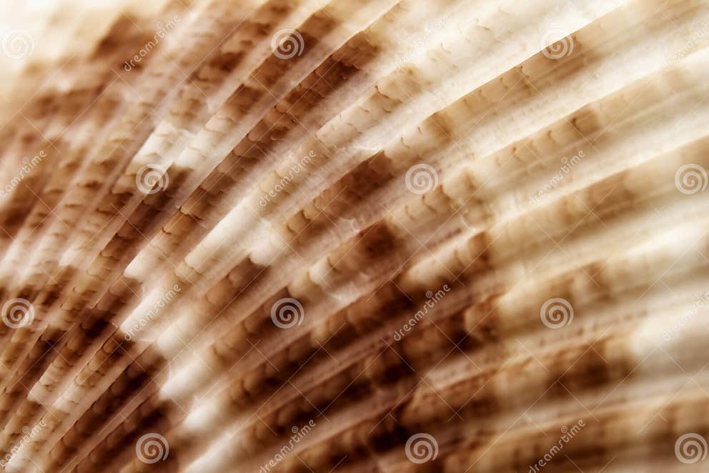 Macro shells stock image. Image of marine, element, extra - 24124741