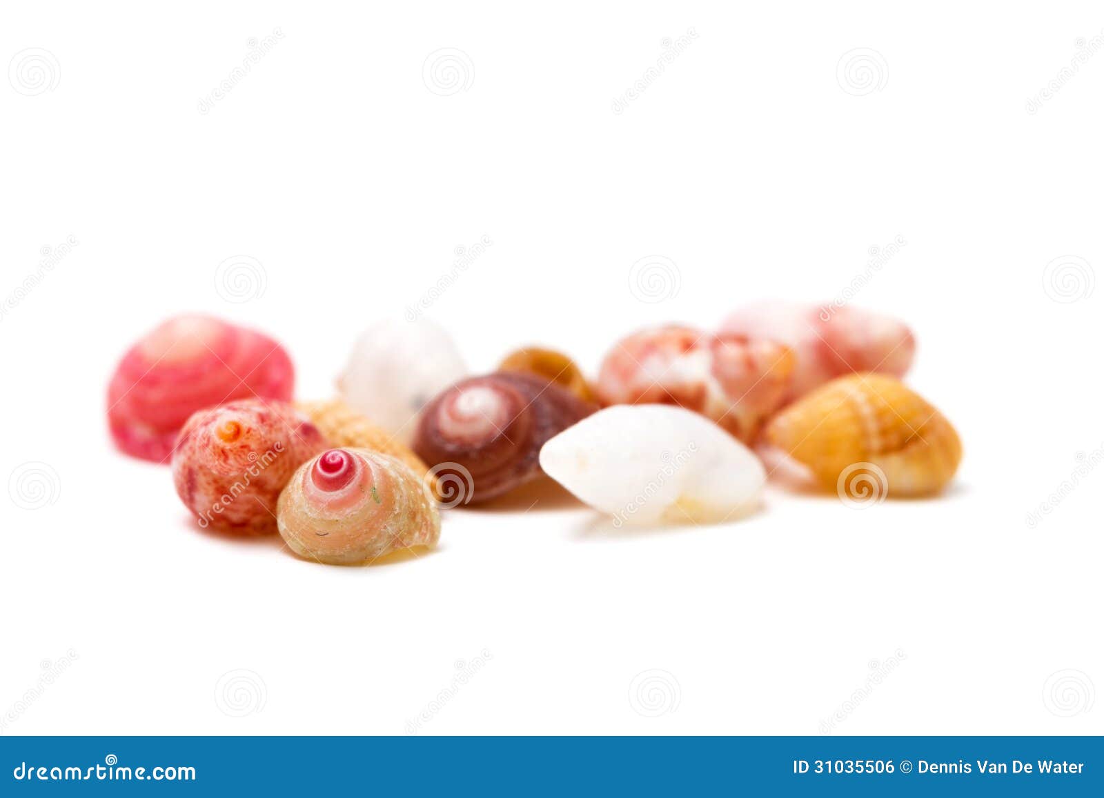 Macro shells stock photo. Image of isolated, background - 31035506