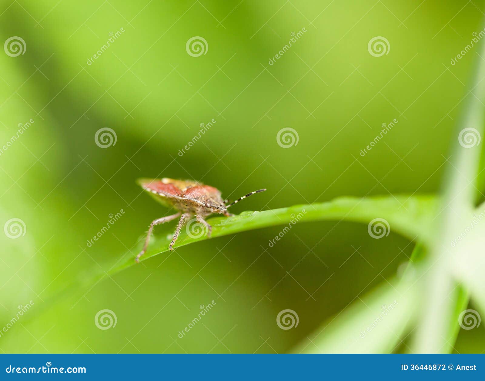 Macro of shield bug stock photo. Image of plant, summer - 36446872