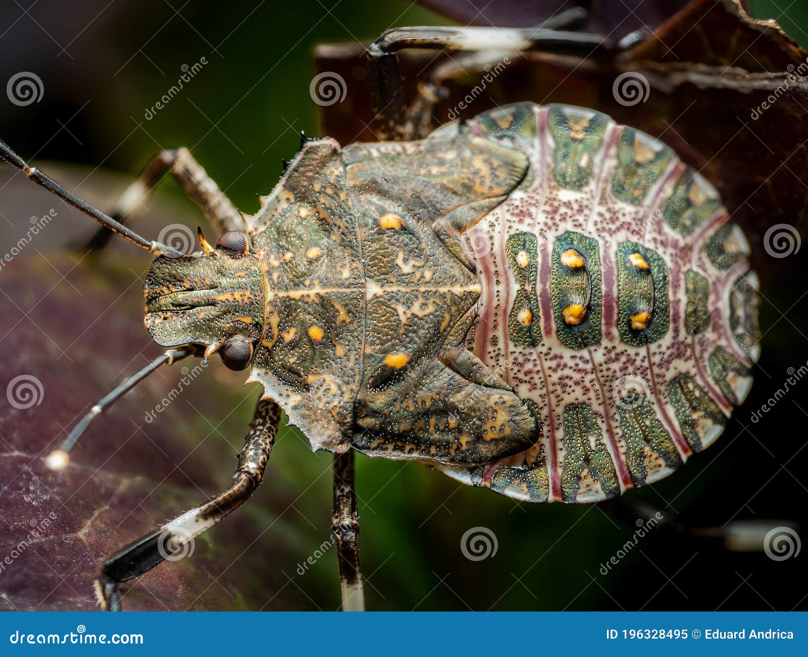 Macro shieldbug stock image. Image of details, eyes - 196328495