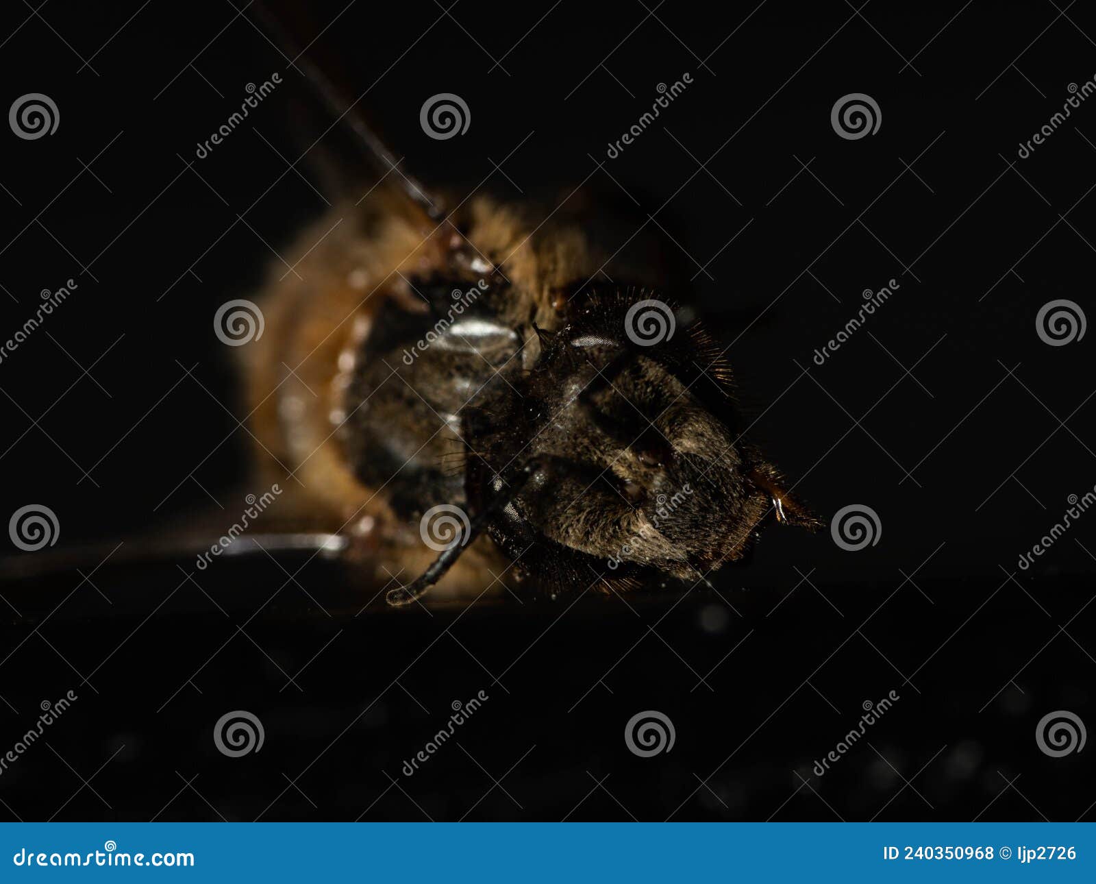 Macro Shoot of Bee , Apis Dorsata Stock Photo - Image of black ...