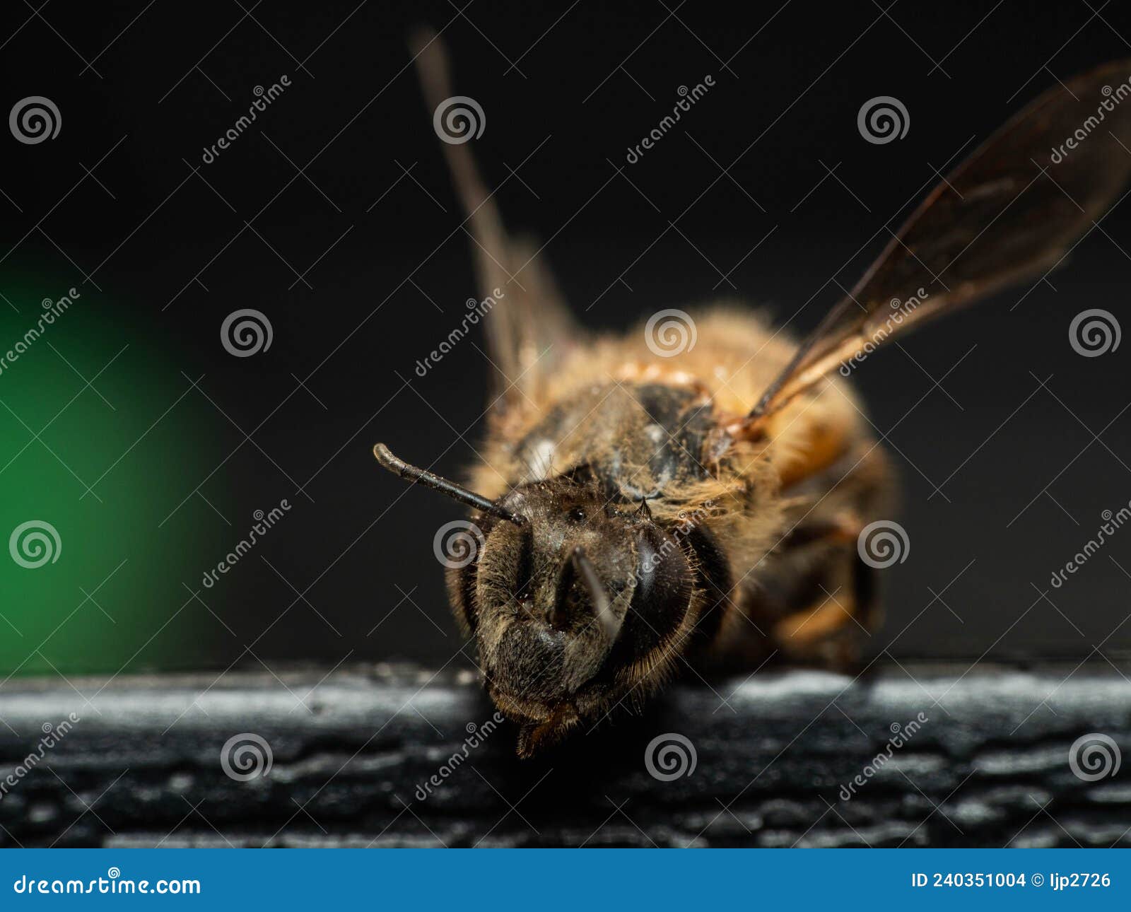 Macro Shoot of Bee , Apis Dorsata Stock Photo - Image of beautiful ...