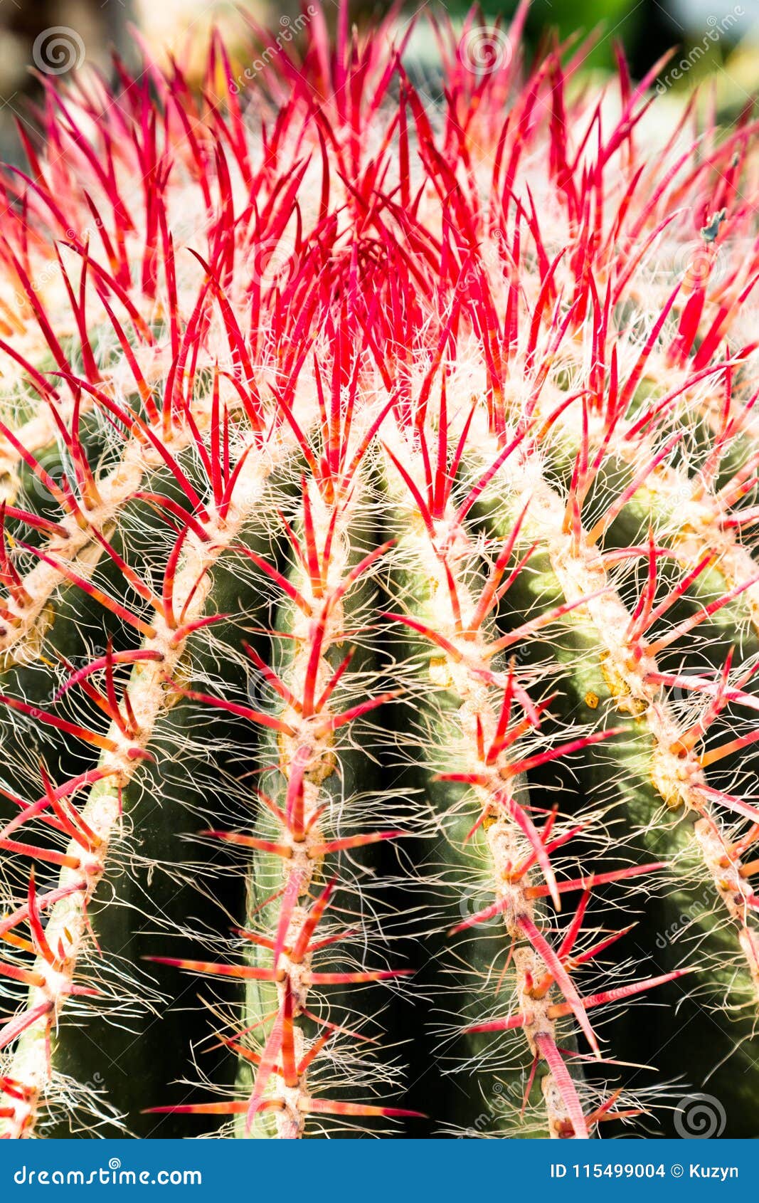 Macro Shoot on Cactus Head with Long Vivid Red Spikes Stock Photo ...